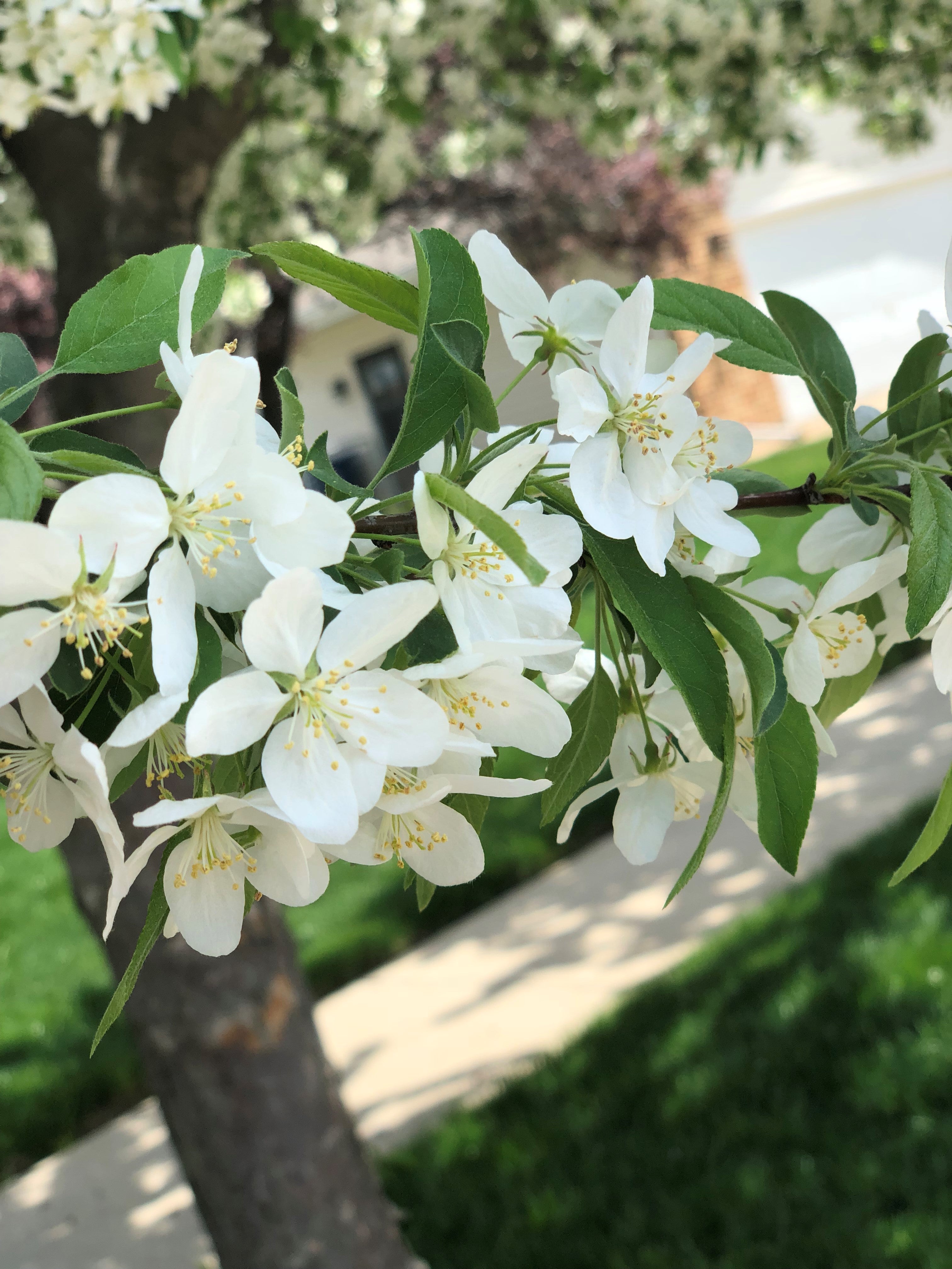 Shop Trees by Type - Shop Trees