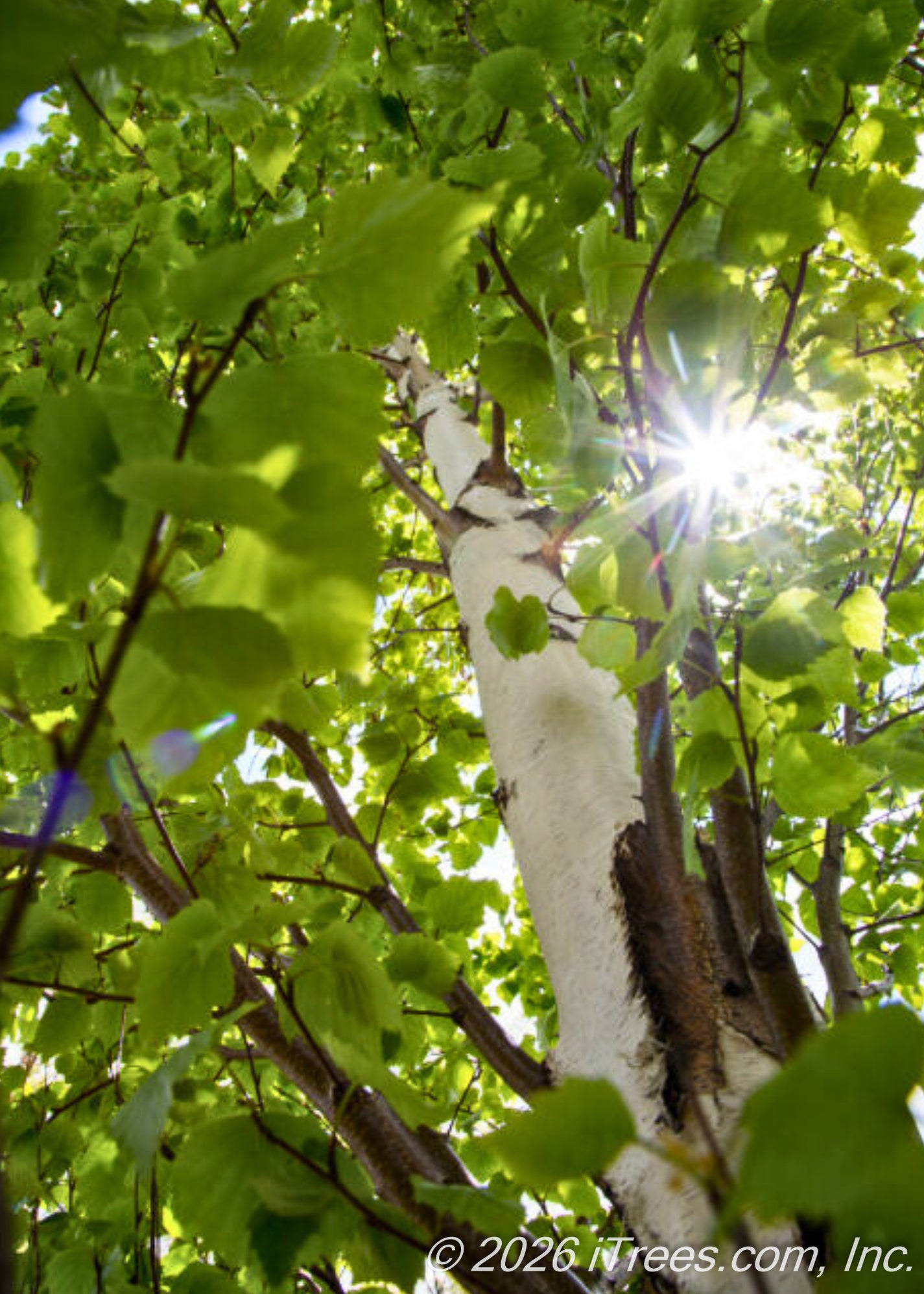 Parkland Pillar® Birch