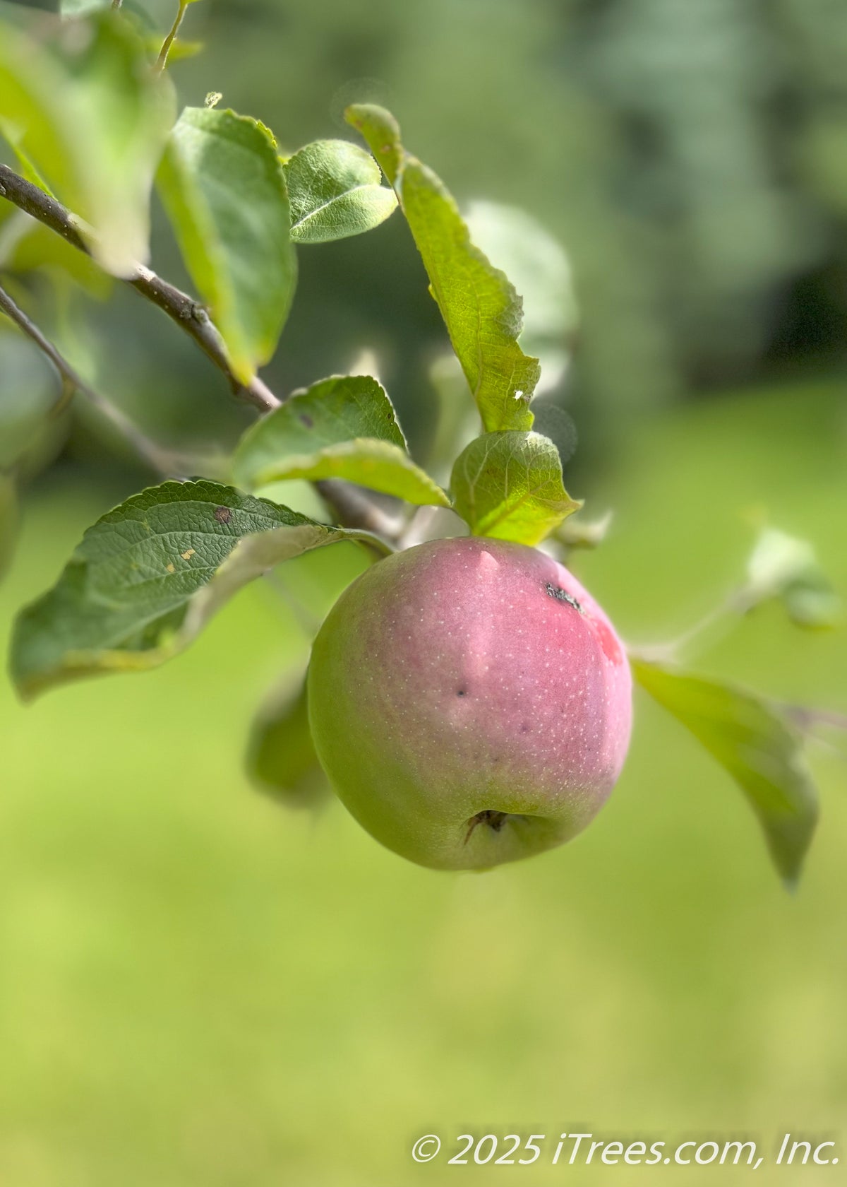 Crimson® Topaz Apple
