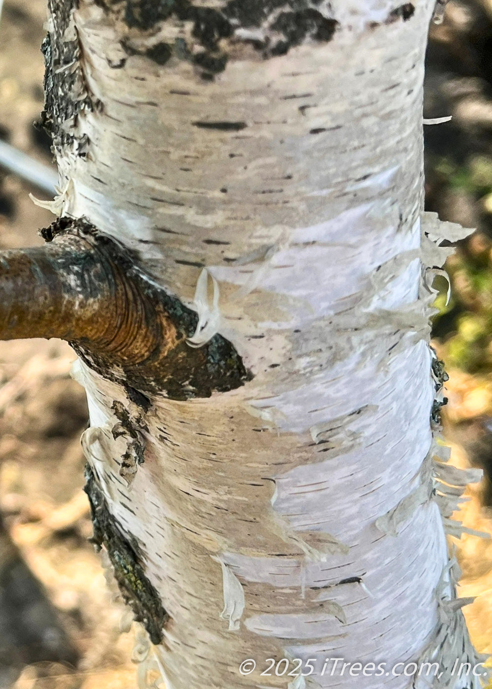 Dakota Pinnacle® Birch