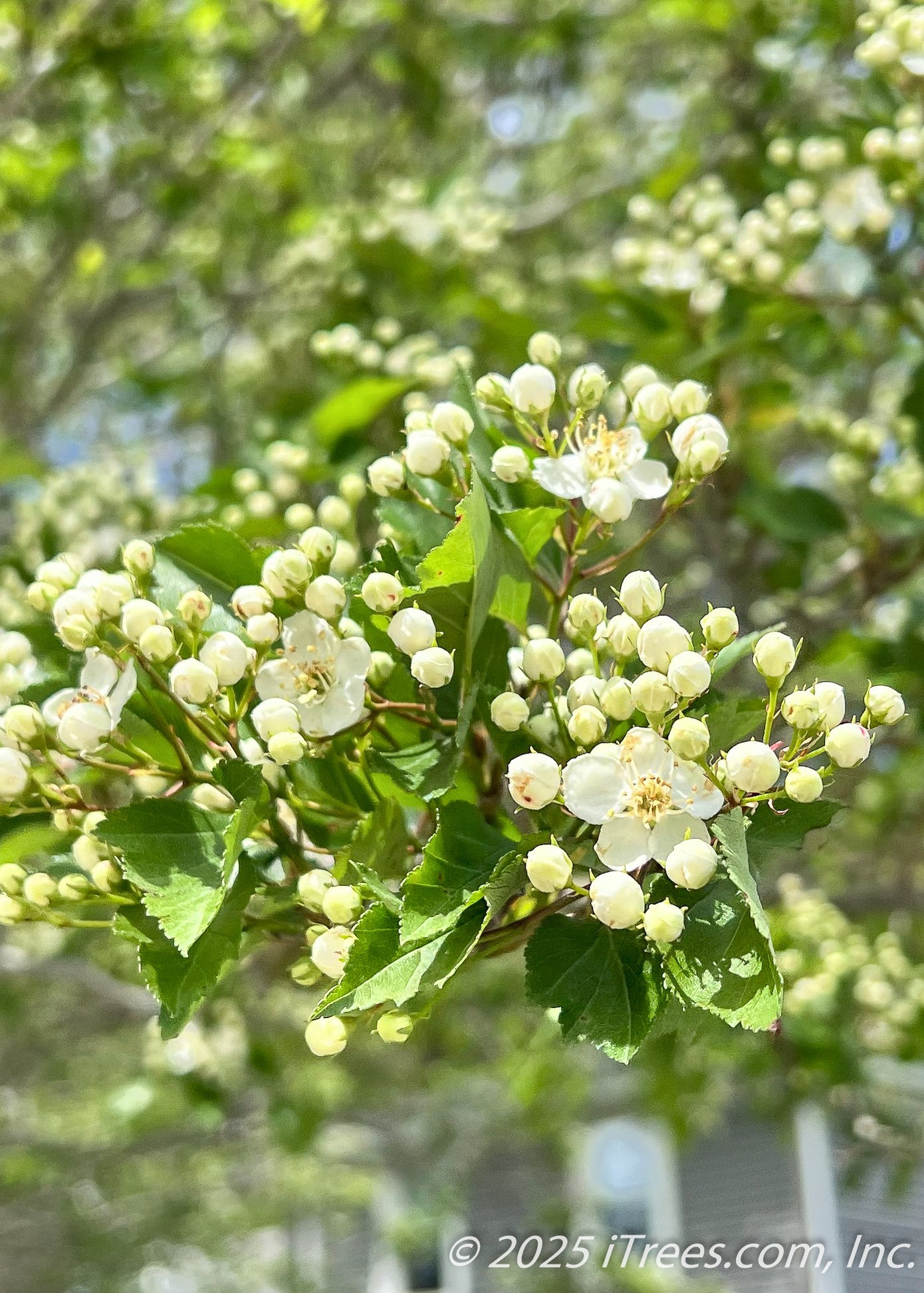Winter King Hawthorn