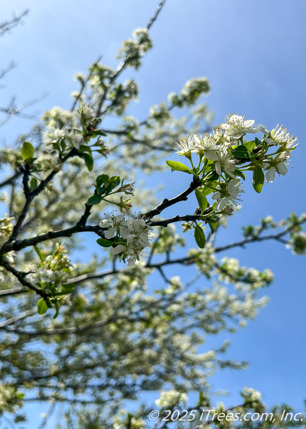 Winter King Hawthorn