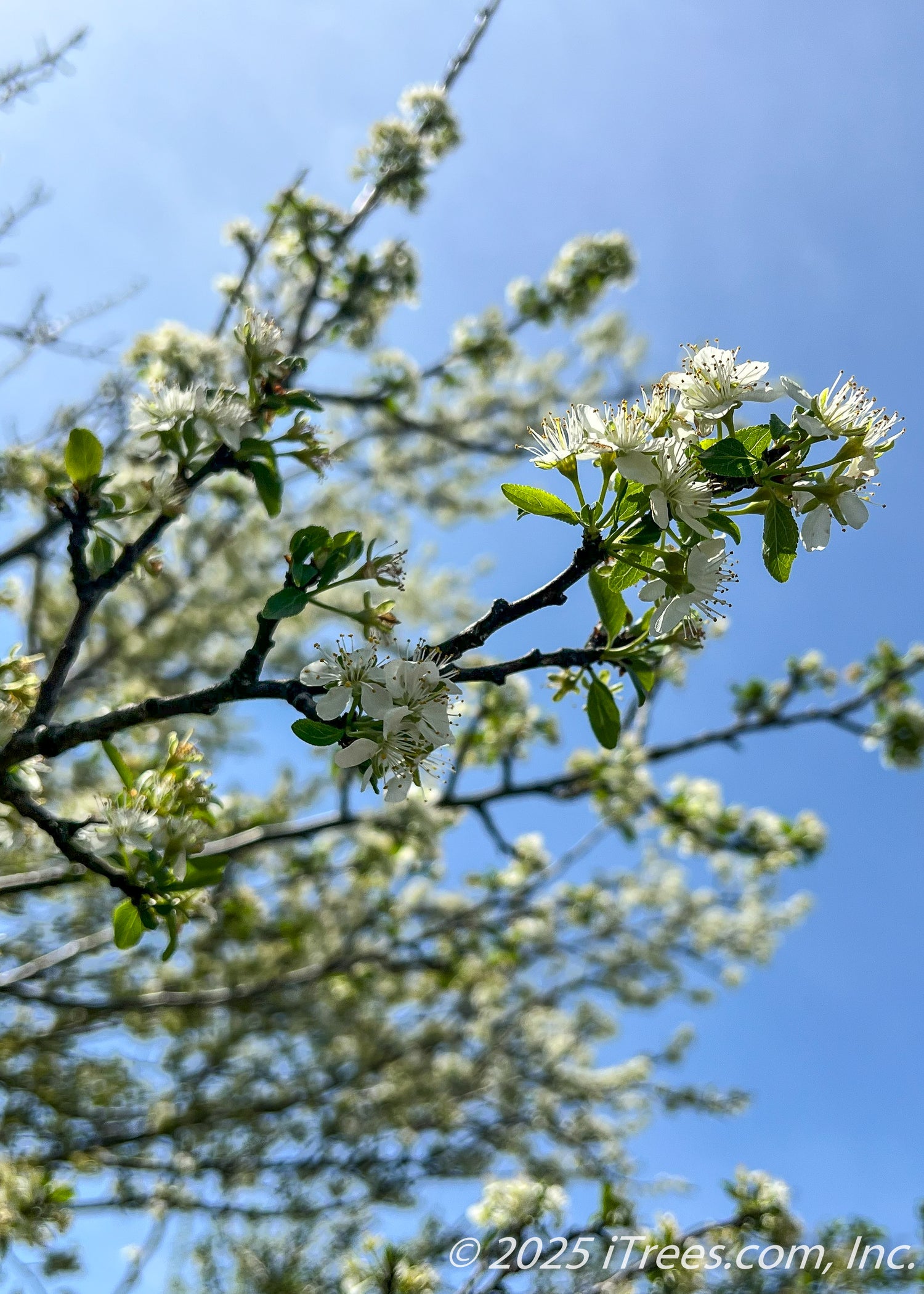 Winter King Hawthorn