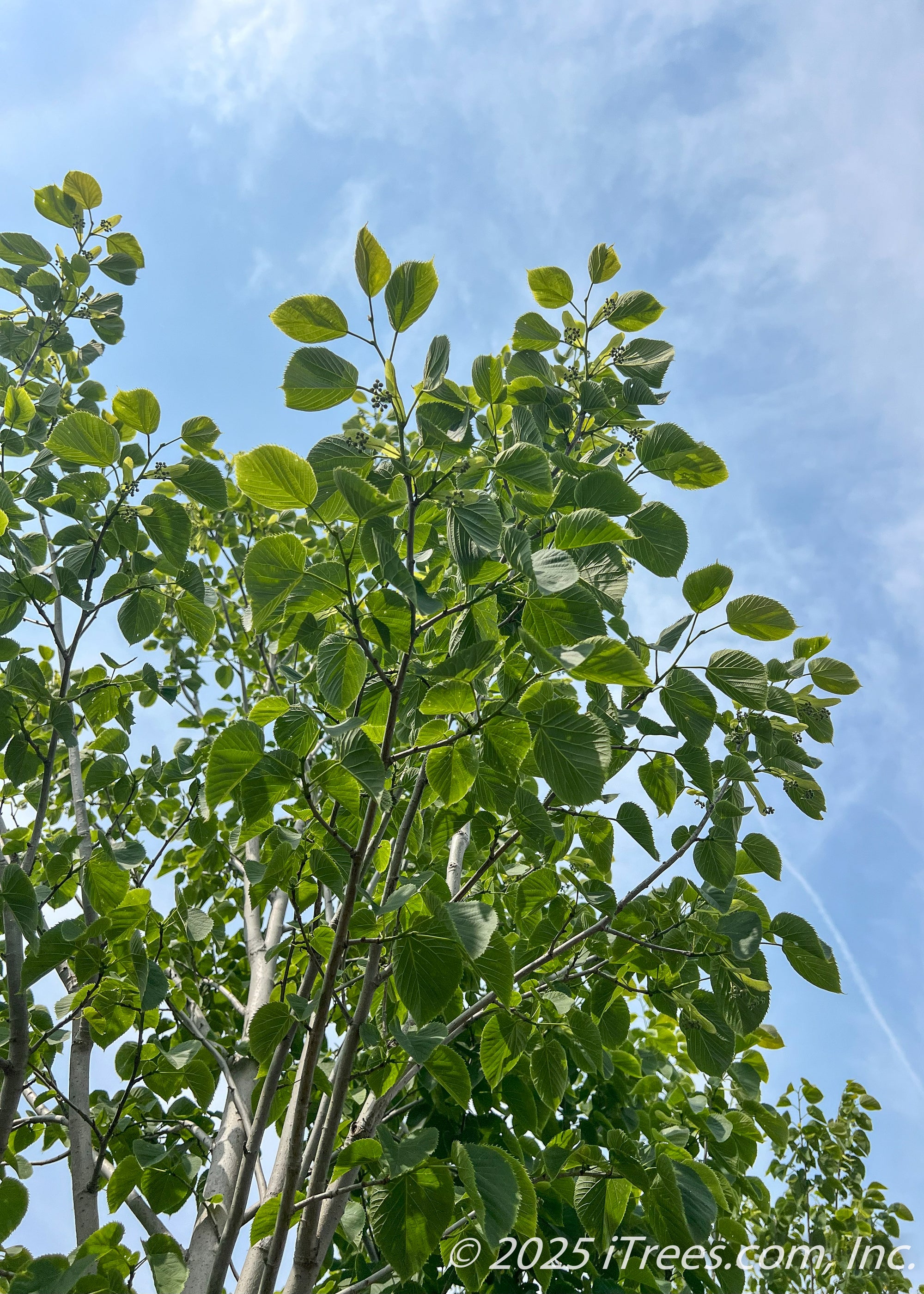 American Sentry® Linden