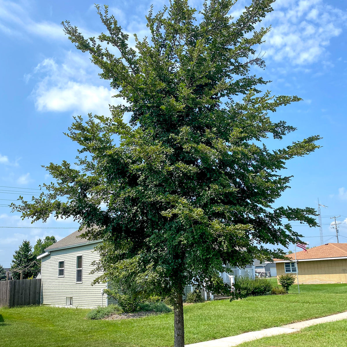 Accolade® Elm Tree for Sale | Disease-Resistant Elm Tree | Free ...