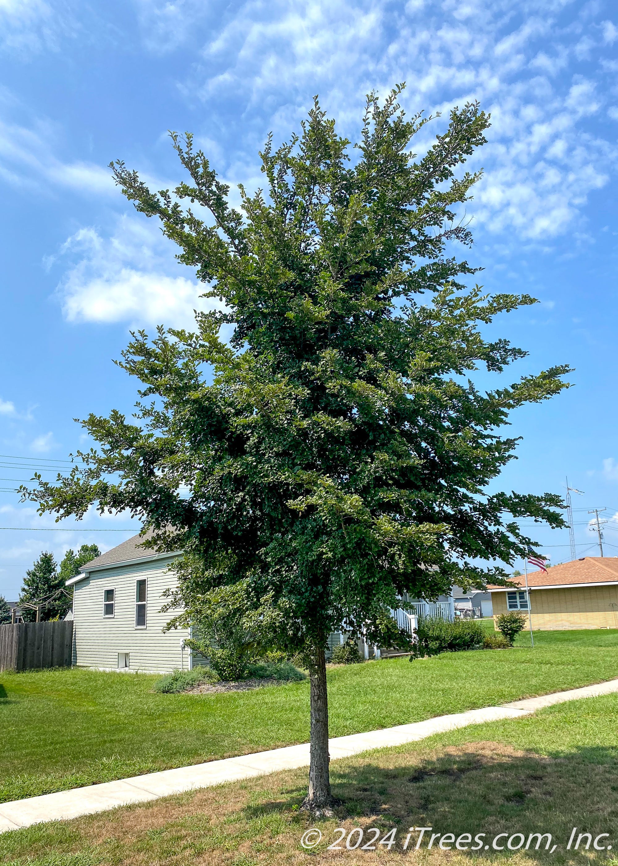 Accolade® Elm Tree for Sale | Disease-Resistant Elm Tree | Free ...