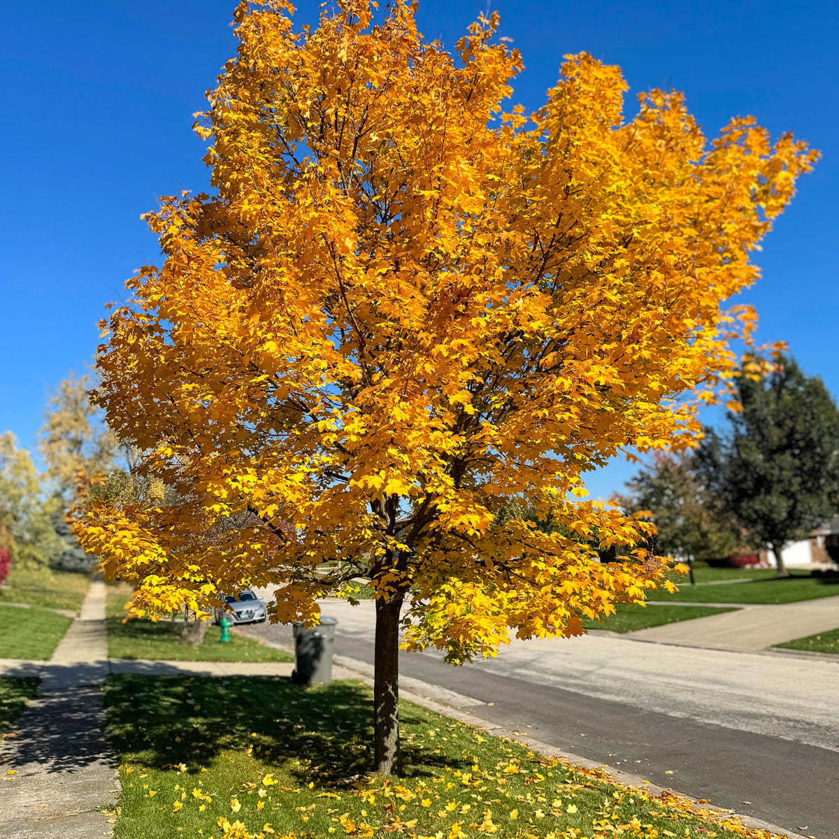 Emerald Lustre® Norway Maple