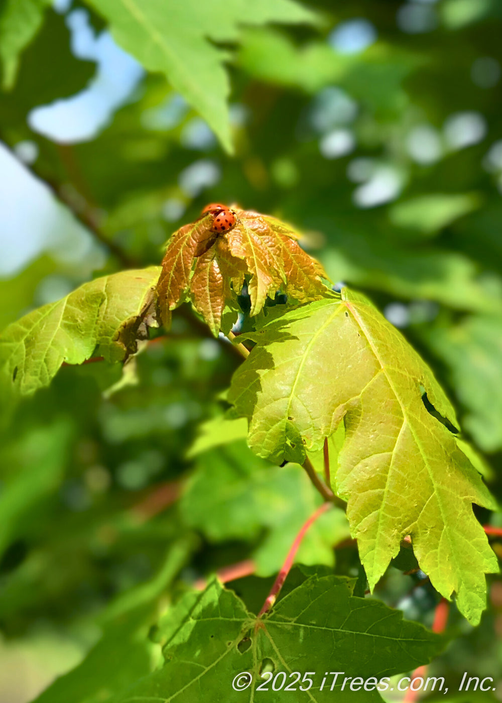 Amur Flame Maple
