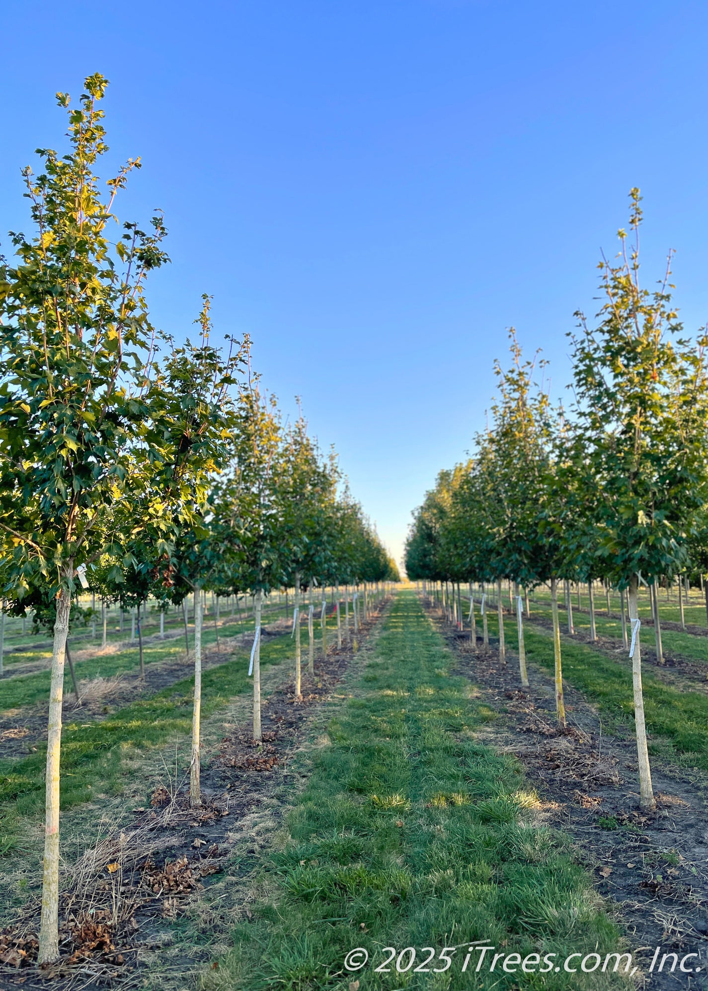 State Street™ Maple