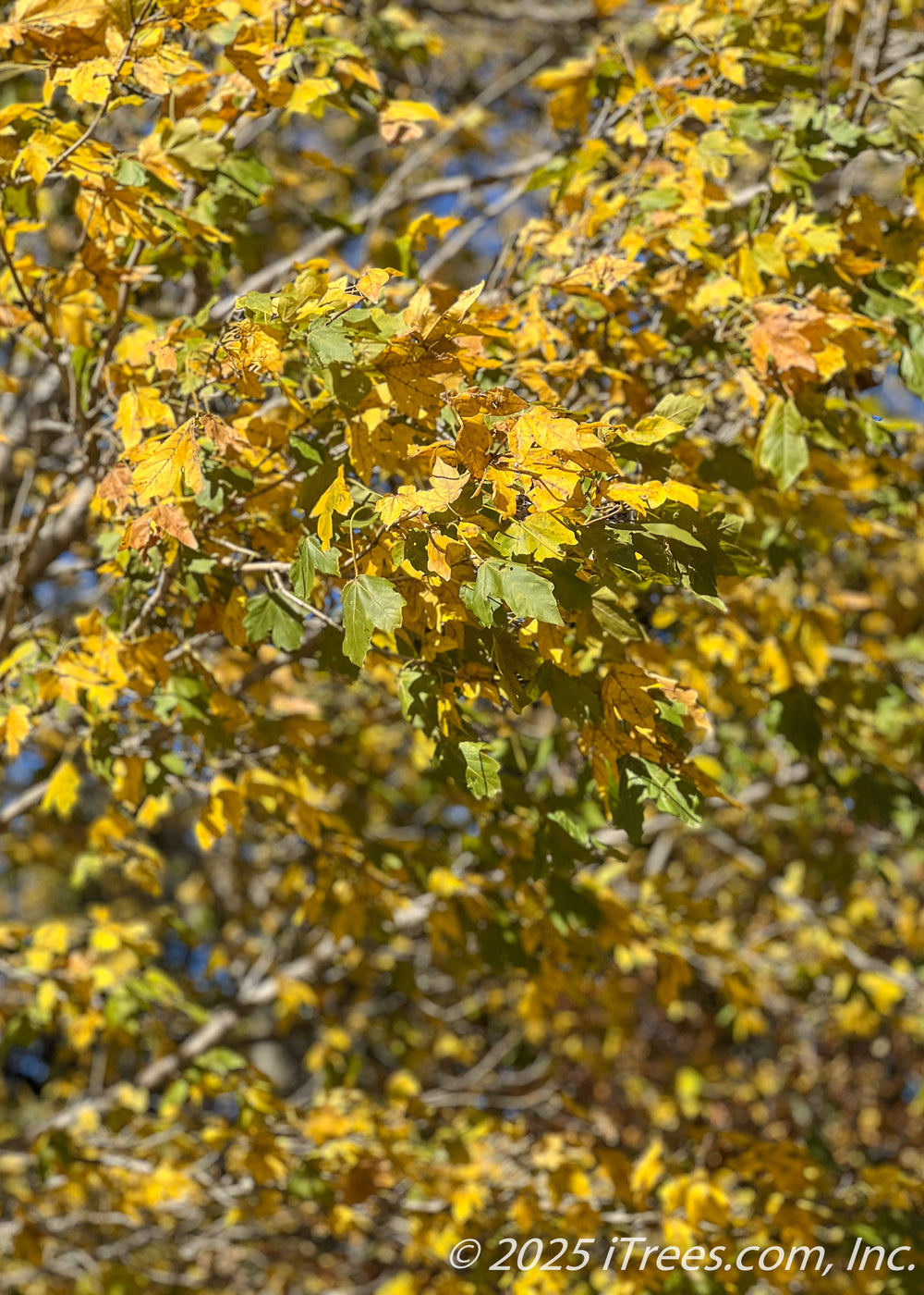 State Street™ Maple