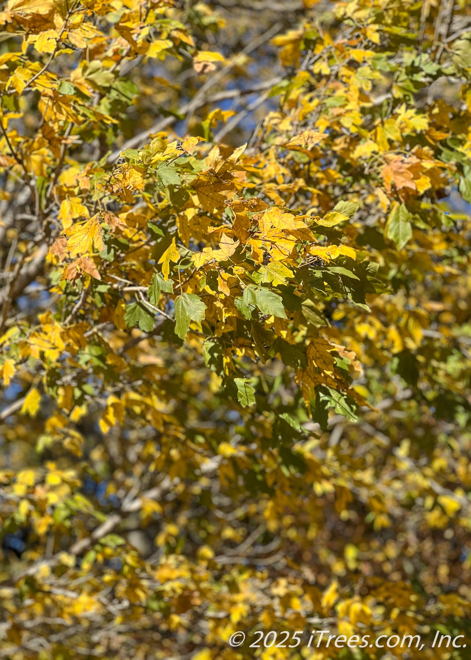 State Street™ Maple