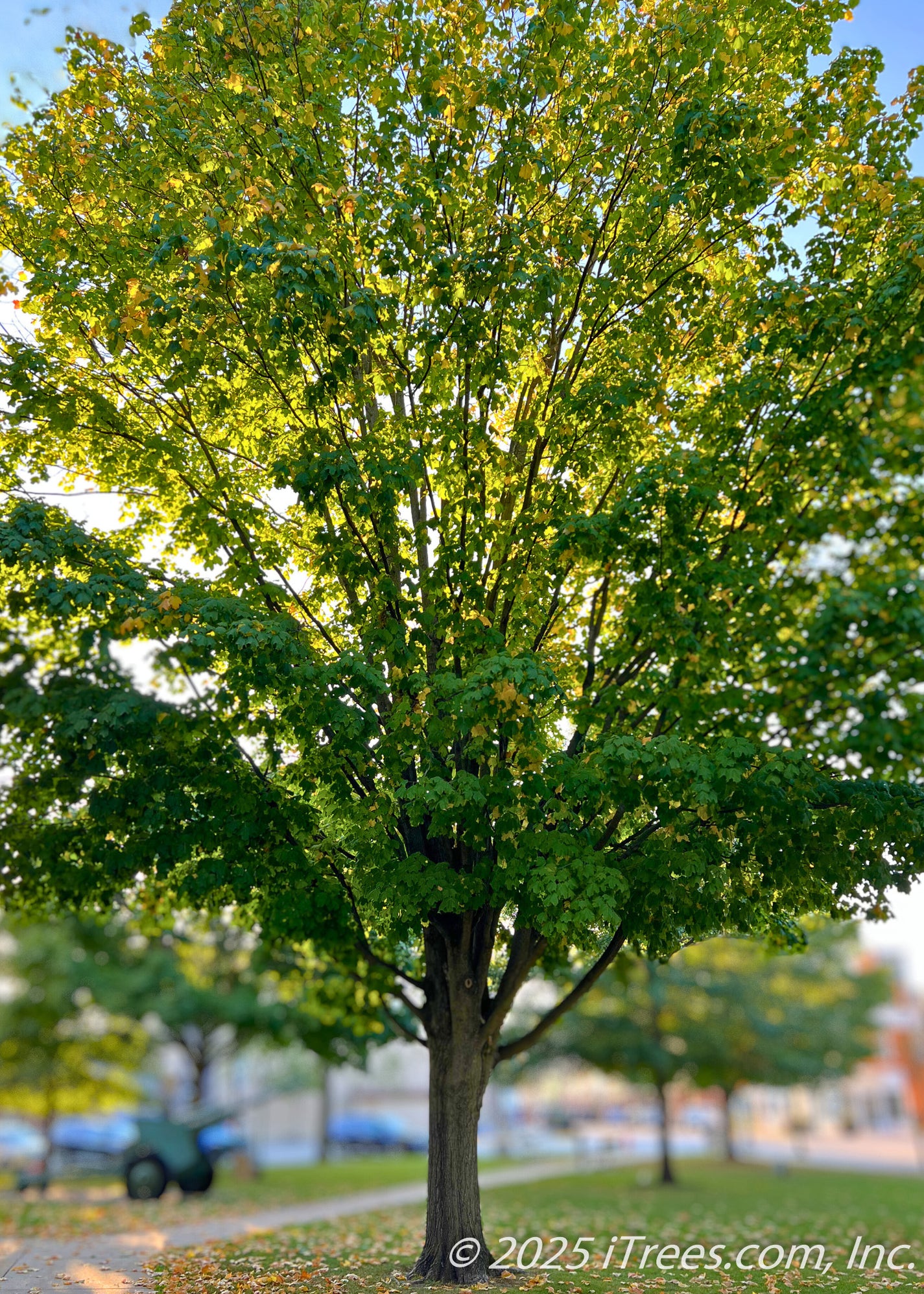 Emerald Lustre® Norway Maple