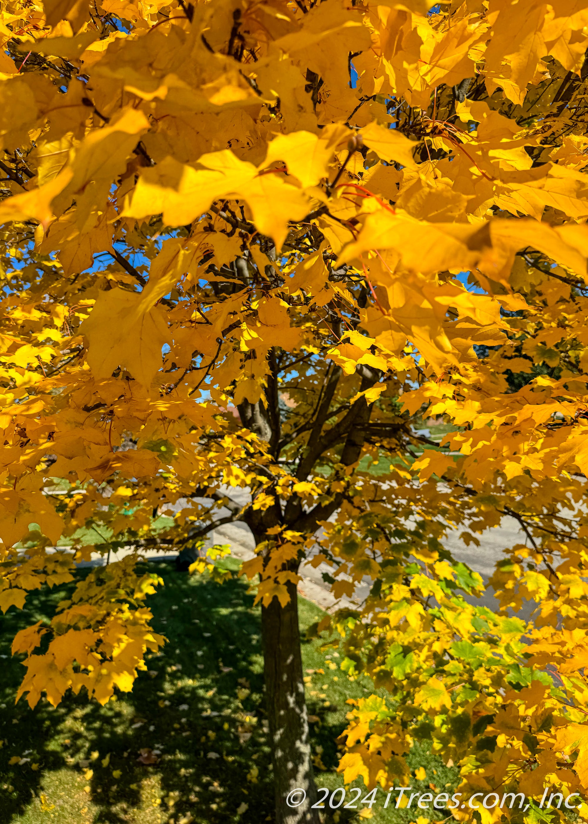 Emerald Lustre® Norway Maple