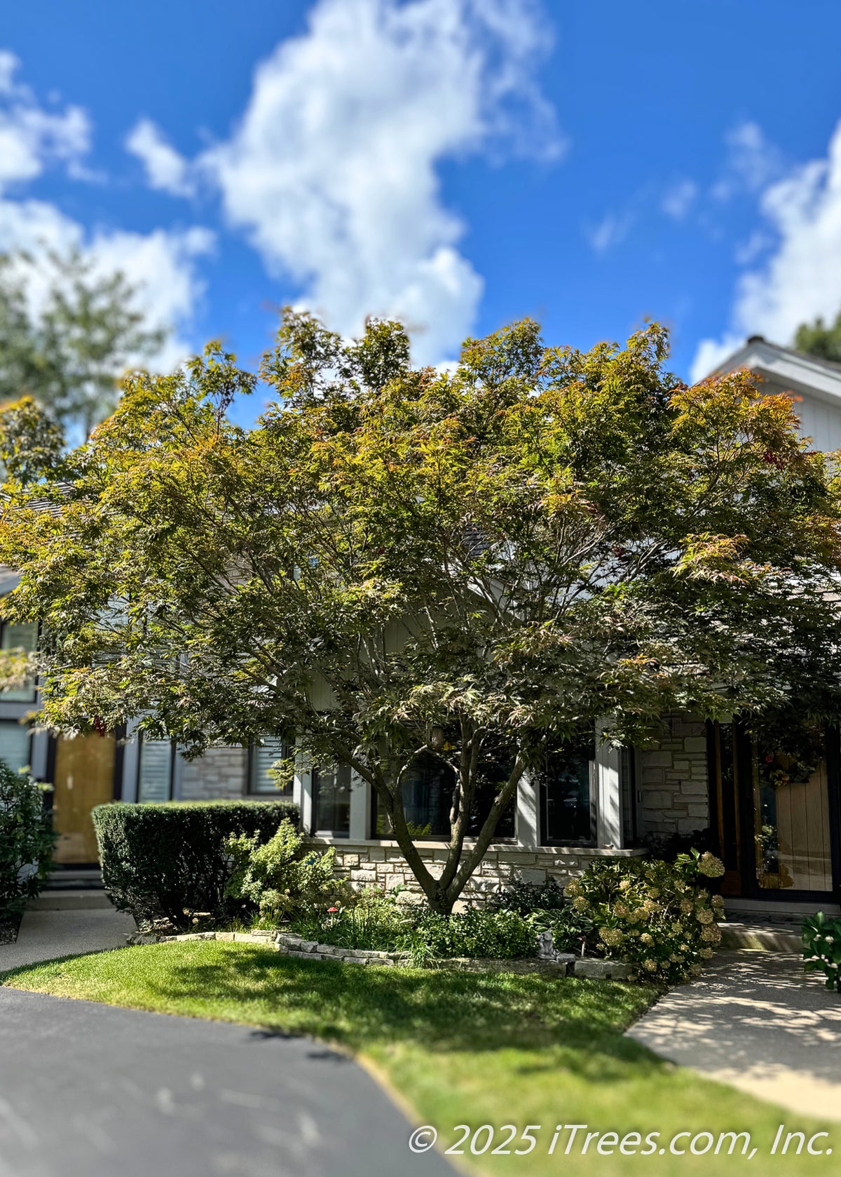 Northern Glow® Maple