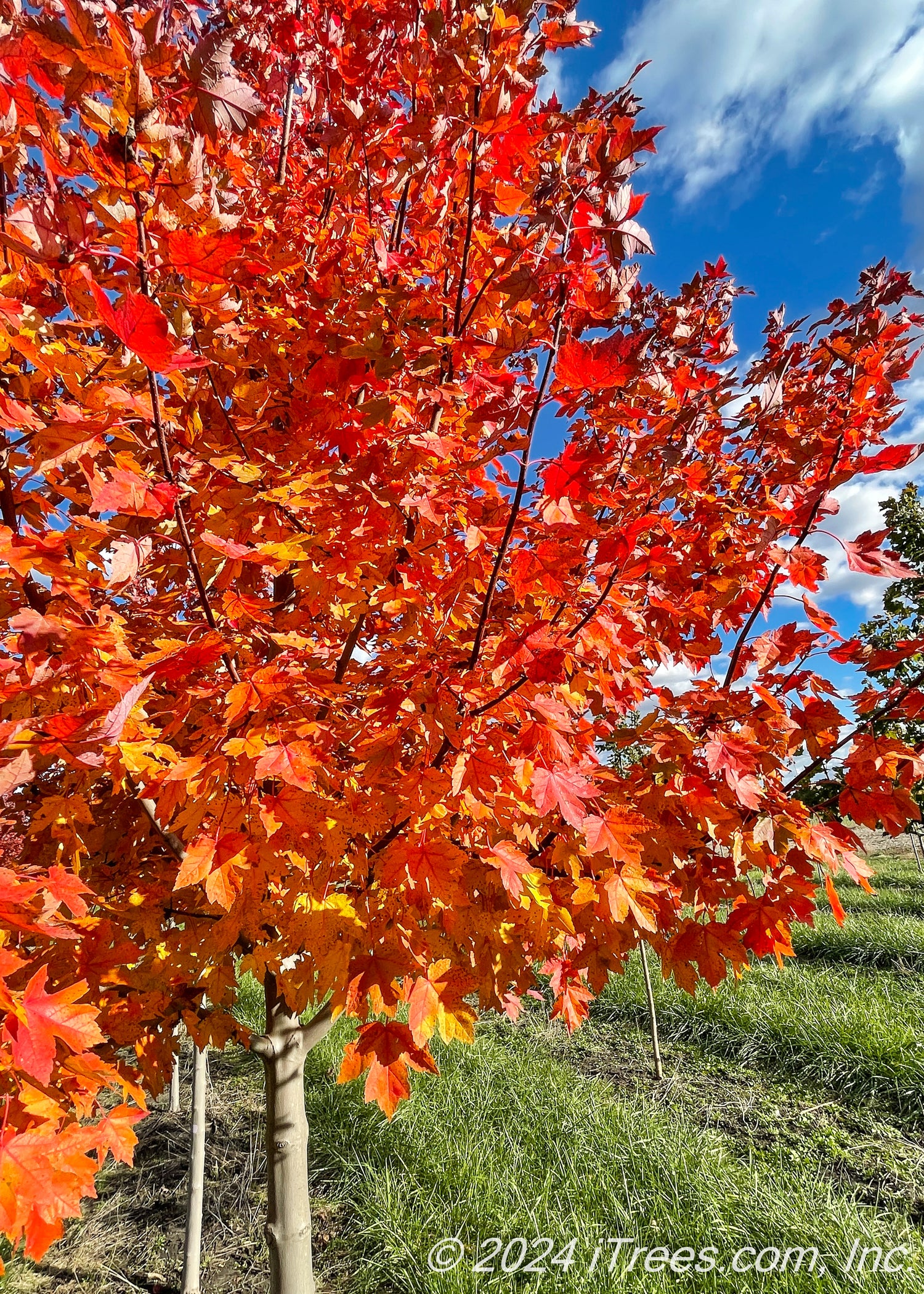 Redpointe® Red Maple