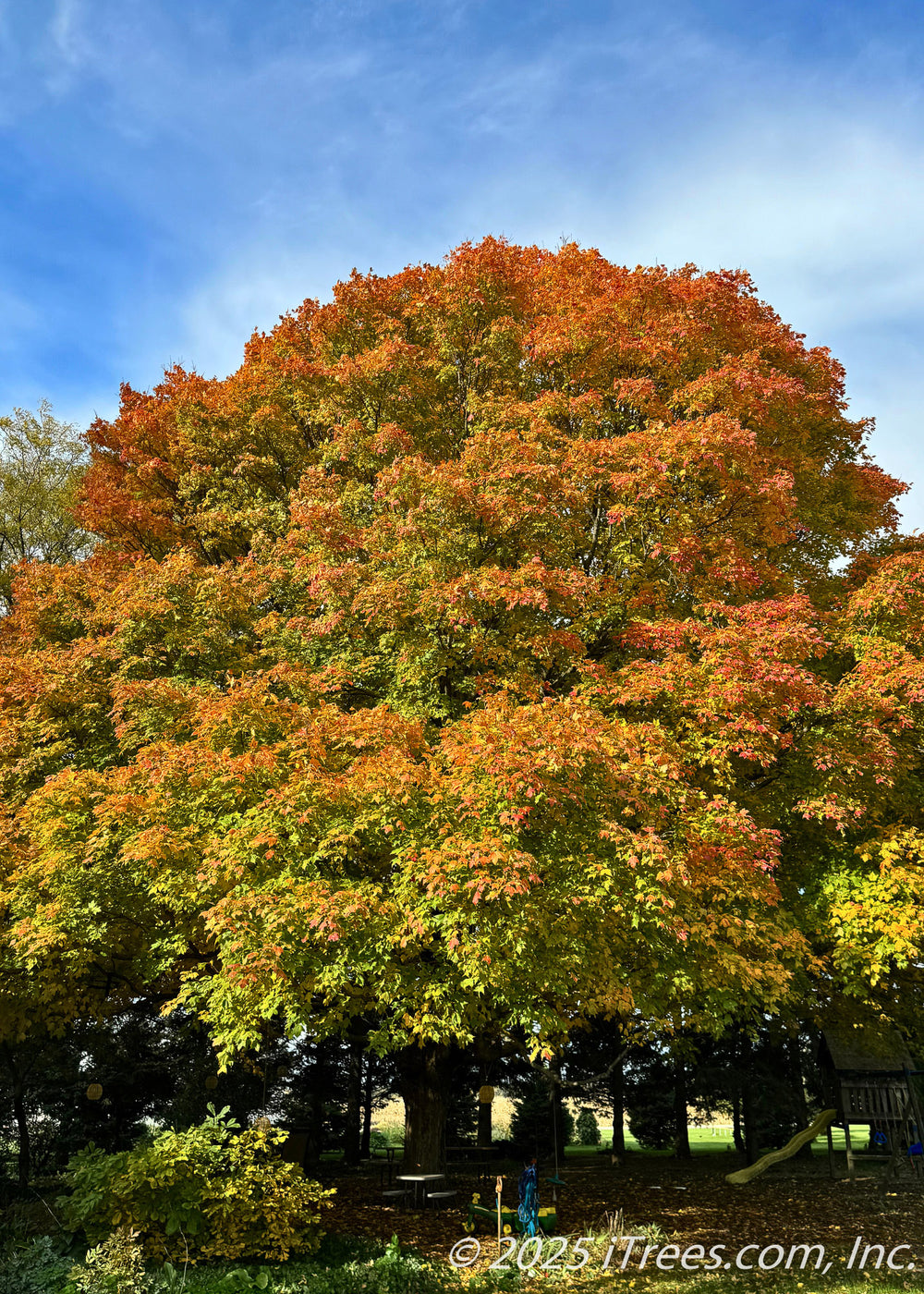 Green Mountain® Sugar Maple
