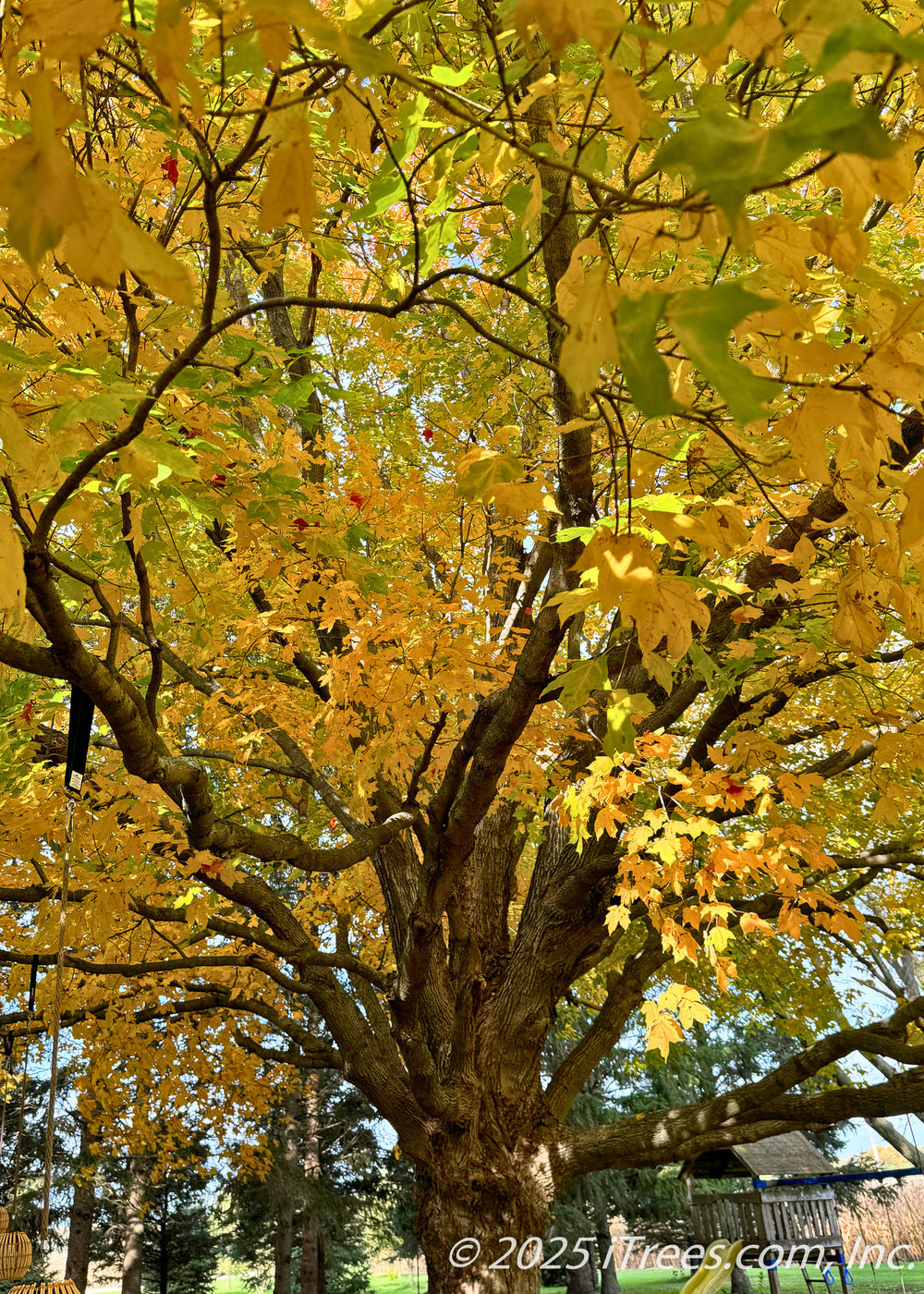 Green Mountain® Sugar Maple