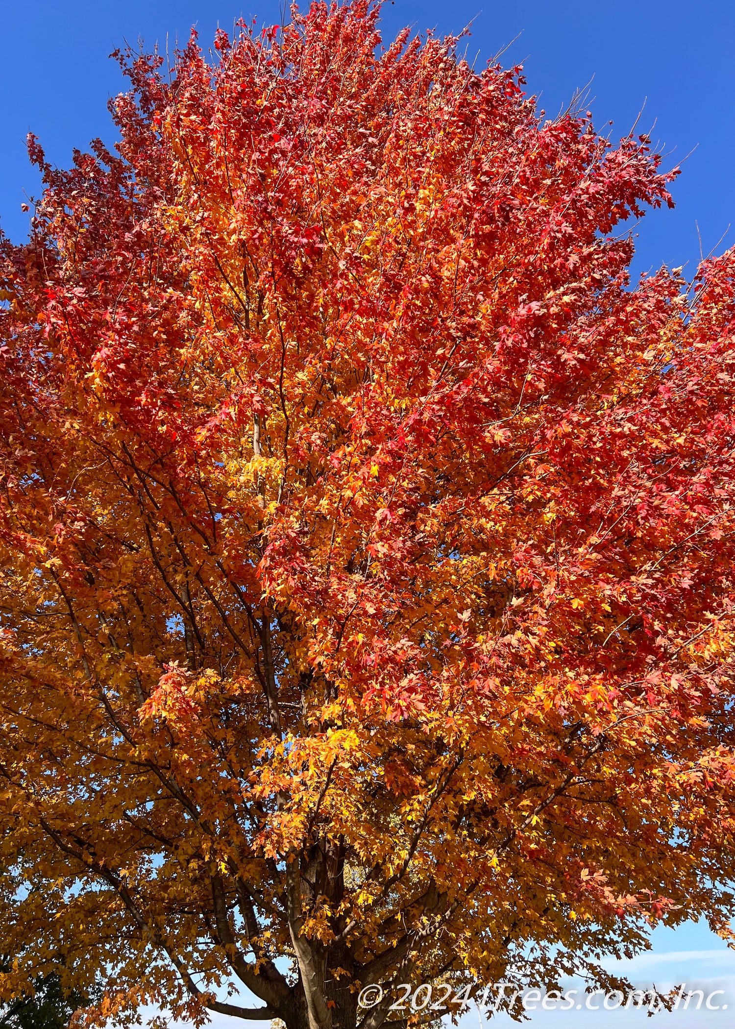 Autumn Blaze® Maple Tree for Sale | Fast-Growing, Fiery Fall Color ...