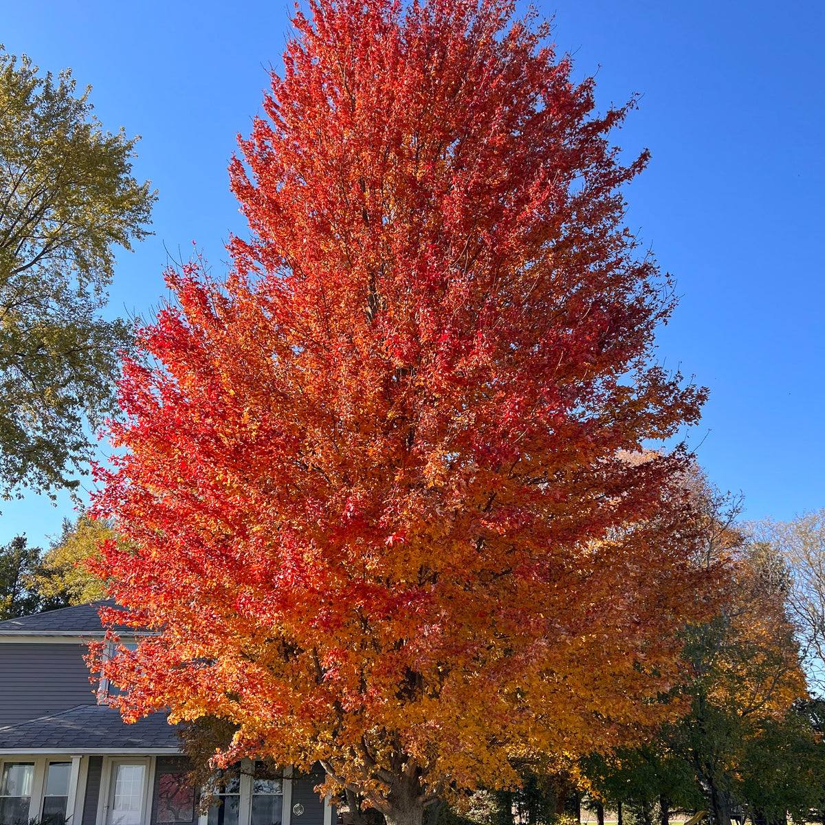 Autumn Blaze® Maple Tree for Sale | Fast-Growing, Fiery Fall Color ...