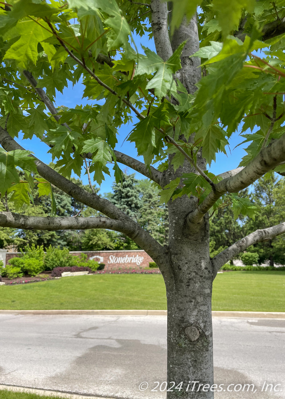 Autumn Blaze® Maple Tree for Sale | Fast-Growing, Fiery Fall Color ...