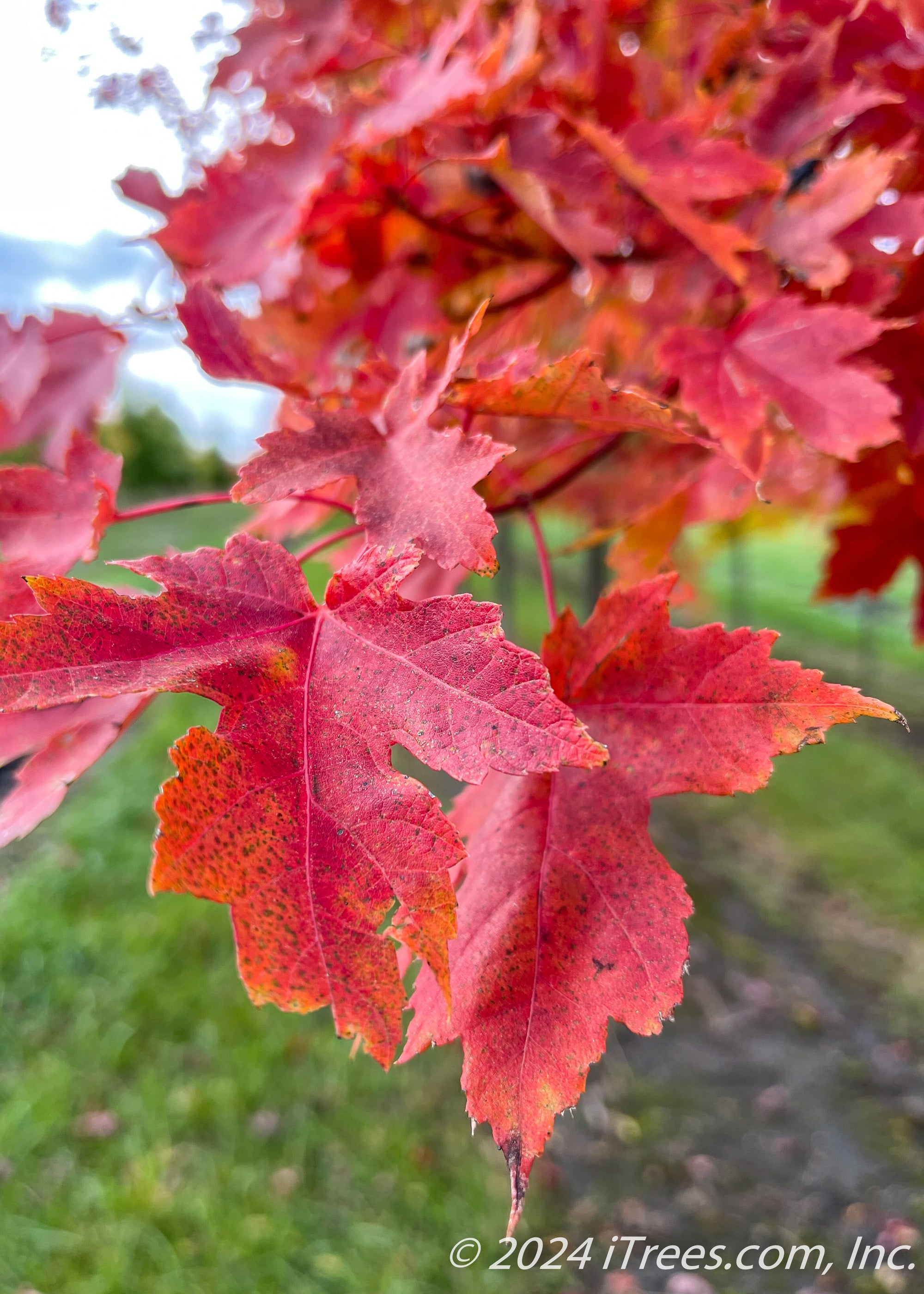 Autumn Blaze® Maple Tree for Sale | Fast-Growing, Fiery Fall Color ...
