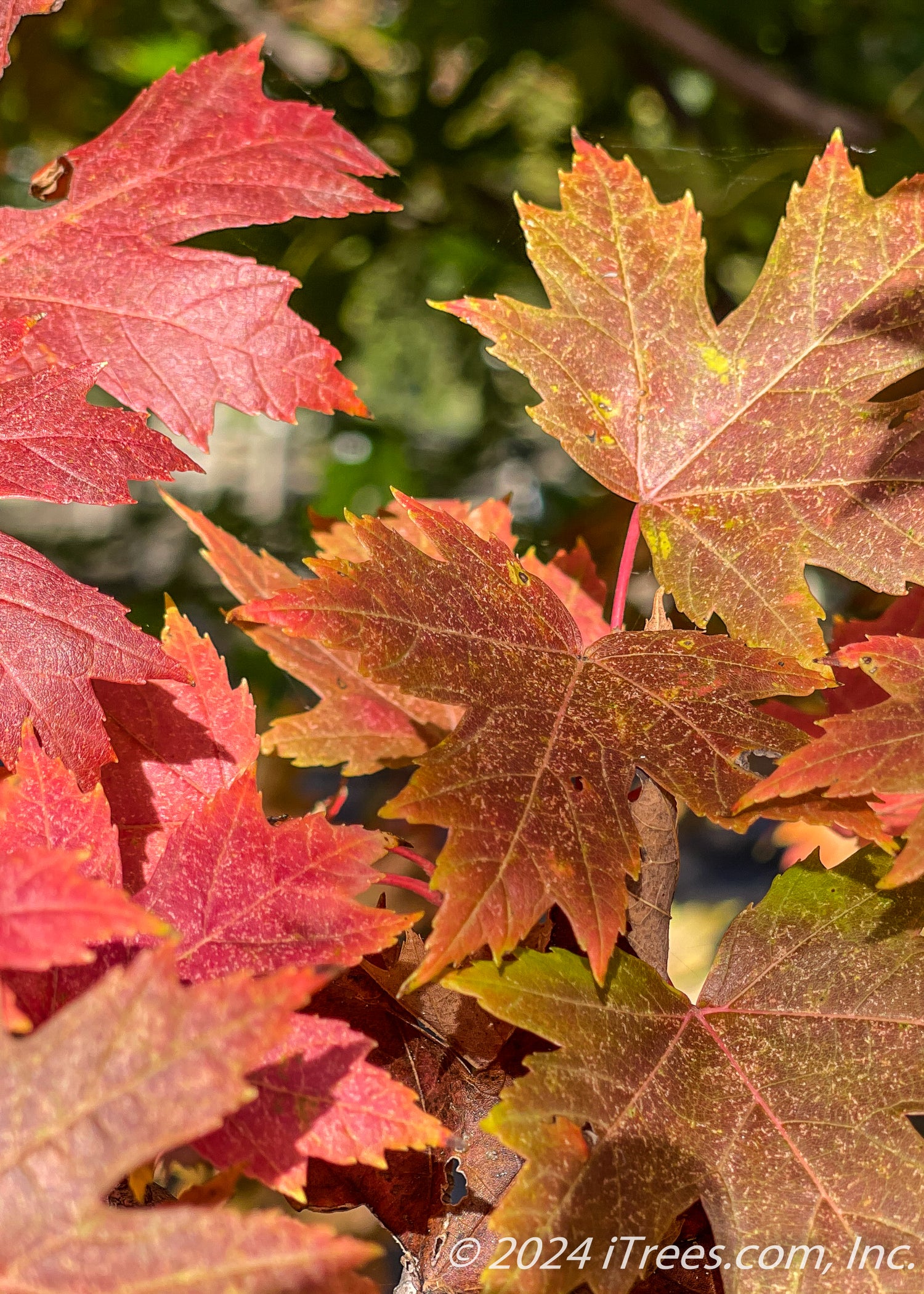 Autumn Blaze® Maple Tree for Sale | Fast-Growing, Fiery Fall Color ...
