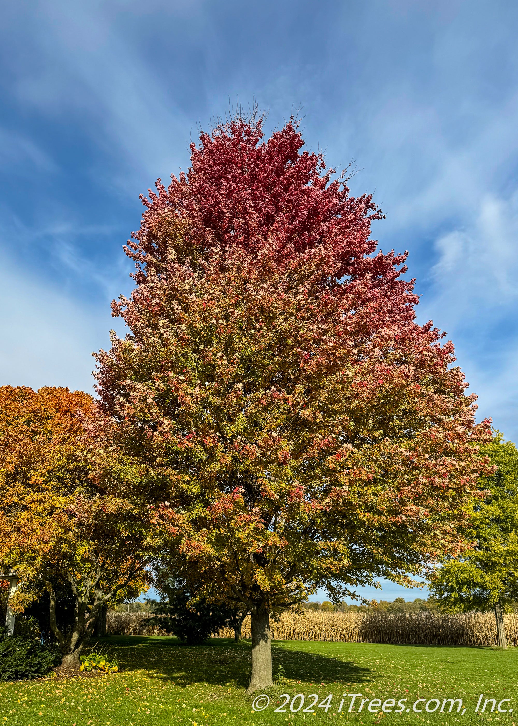 Autumn Blaze® Maple Tree for Sale | Fast-Growing, Fiery Fall Color ...