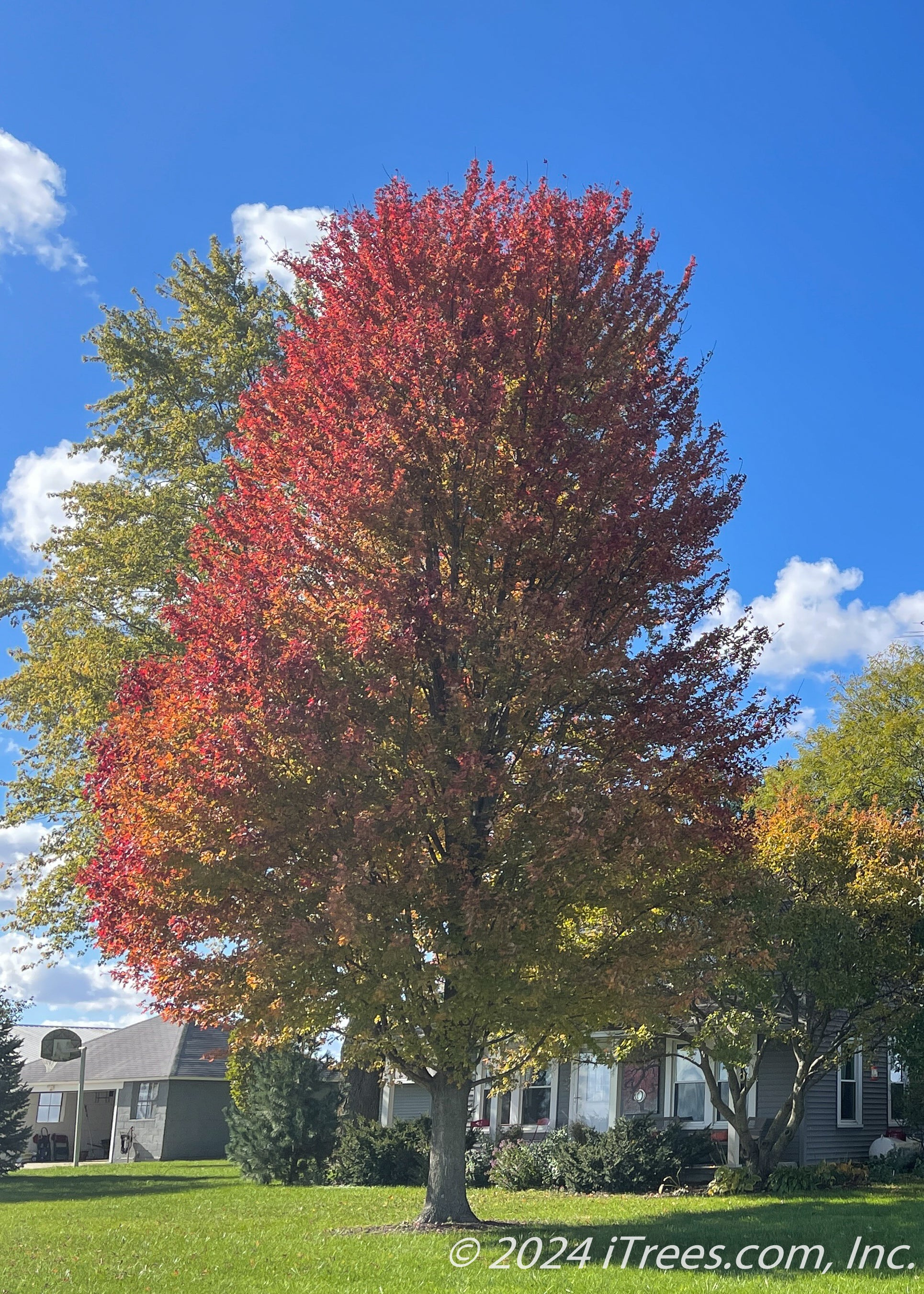 Autumn Blaze® Maple Tree for Sale | Fast-Growing, Fiery Fall Color ...