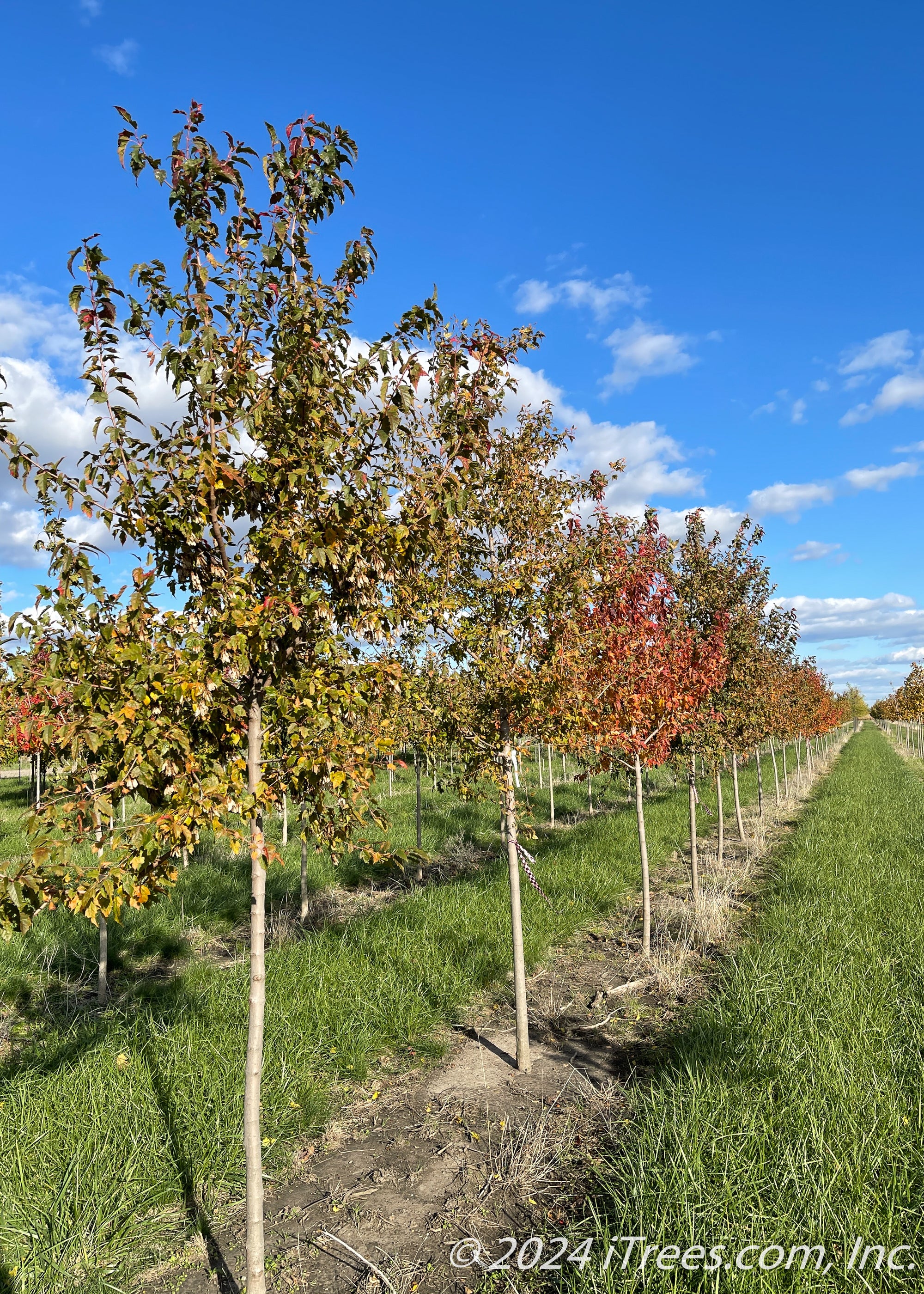 Amur Flame Maple