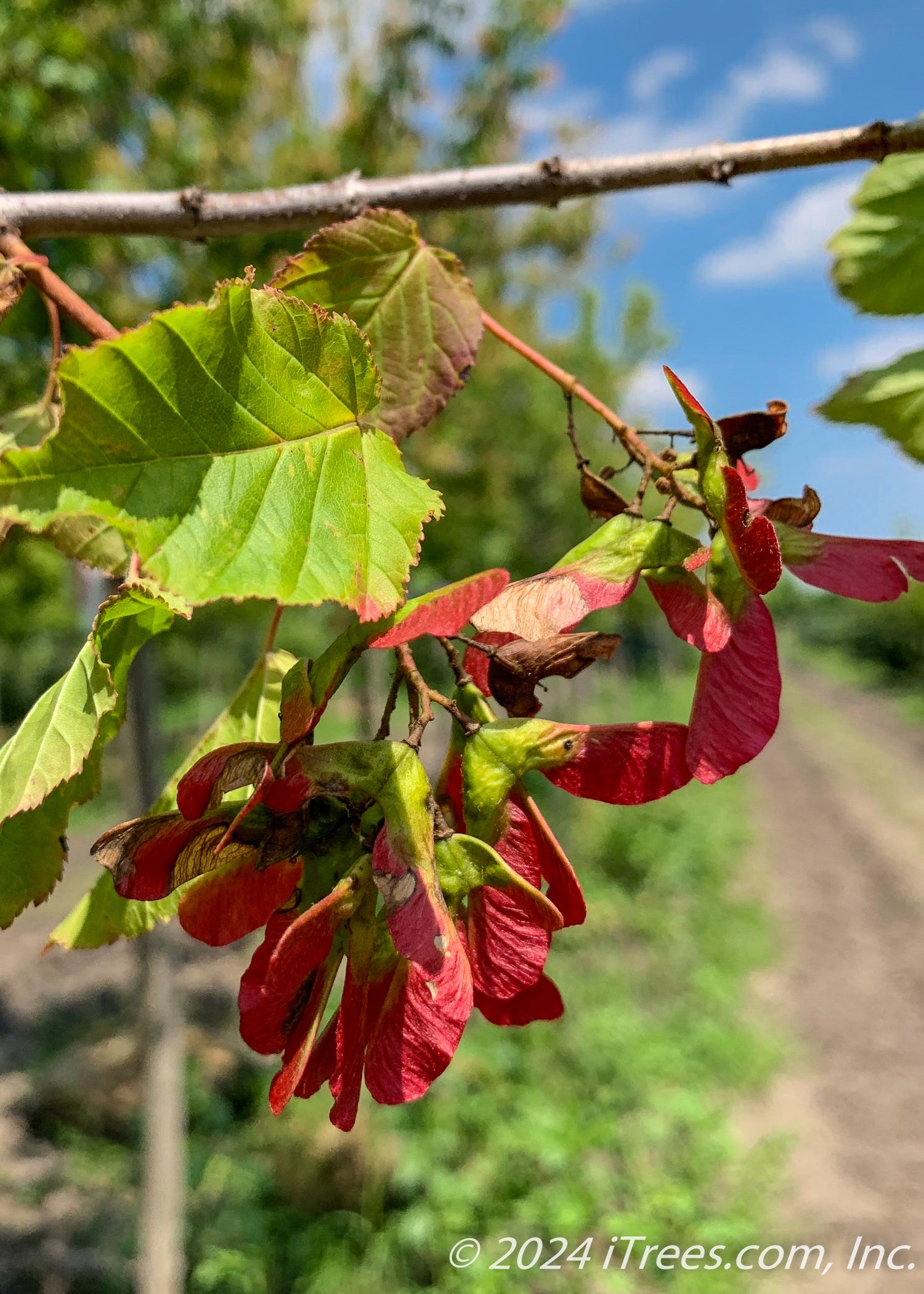 Amur Flame Maple