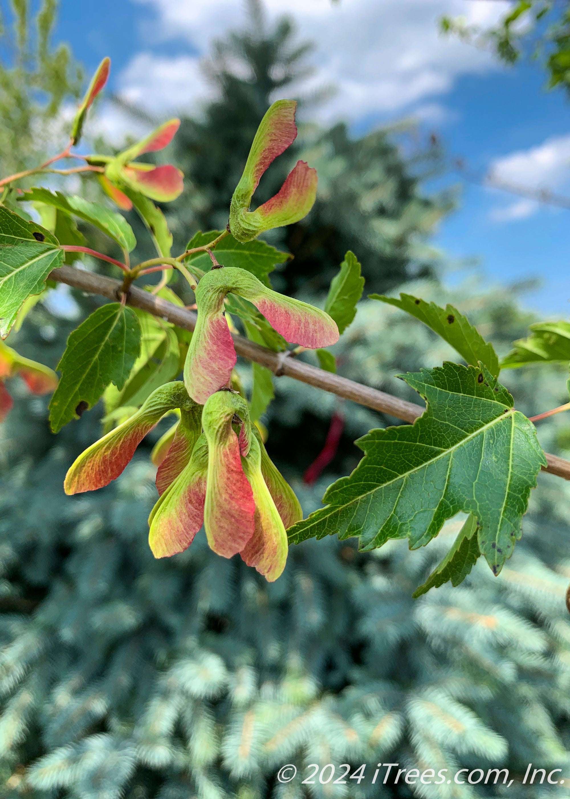 Amur Flame Maple