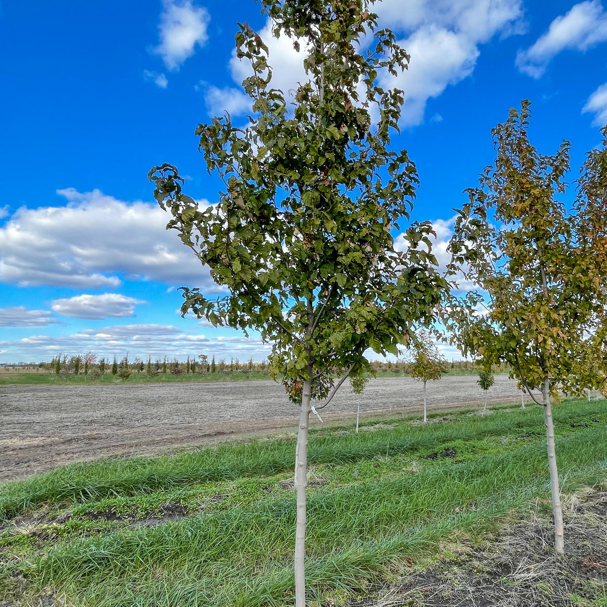 Ruby Slippers Amur Maple