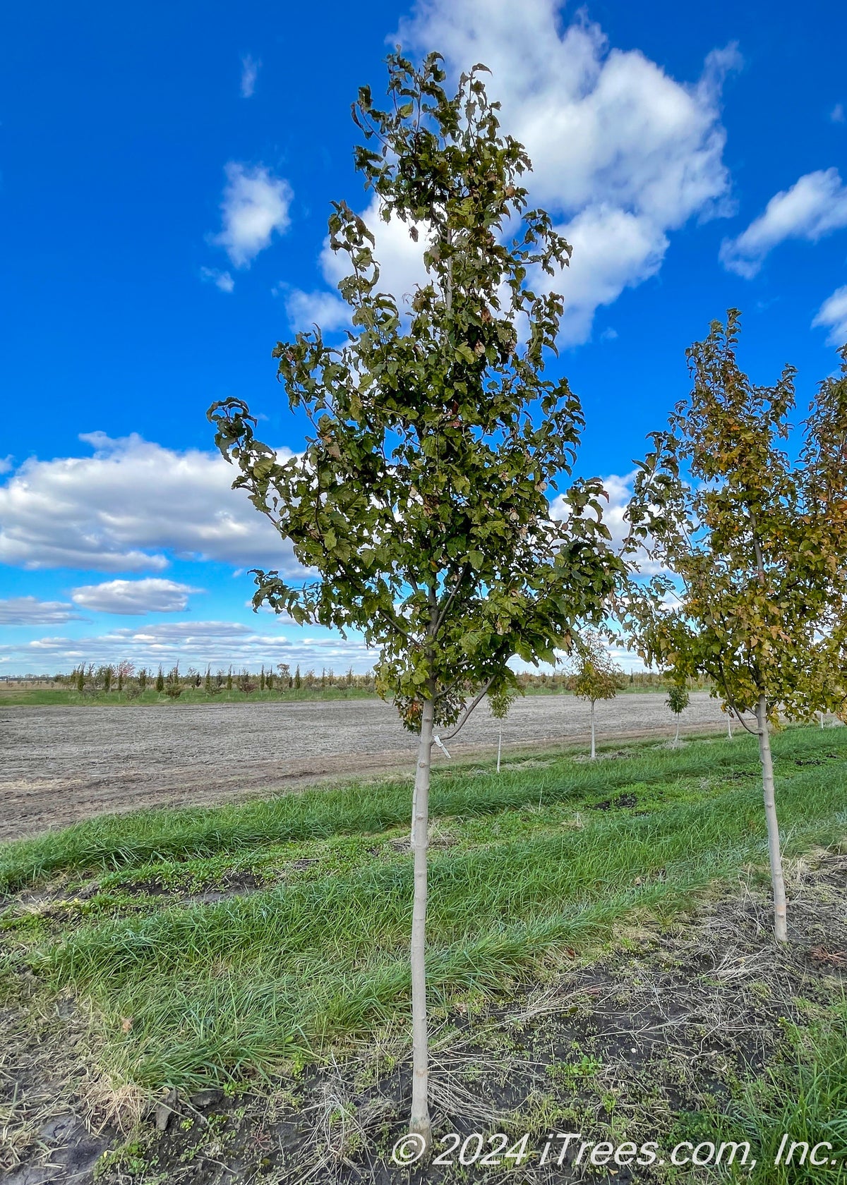 Ruby Slippers Amur Maple