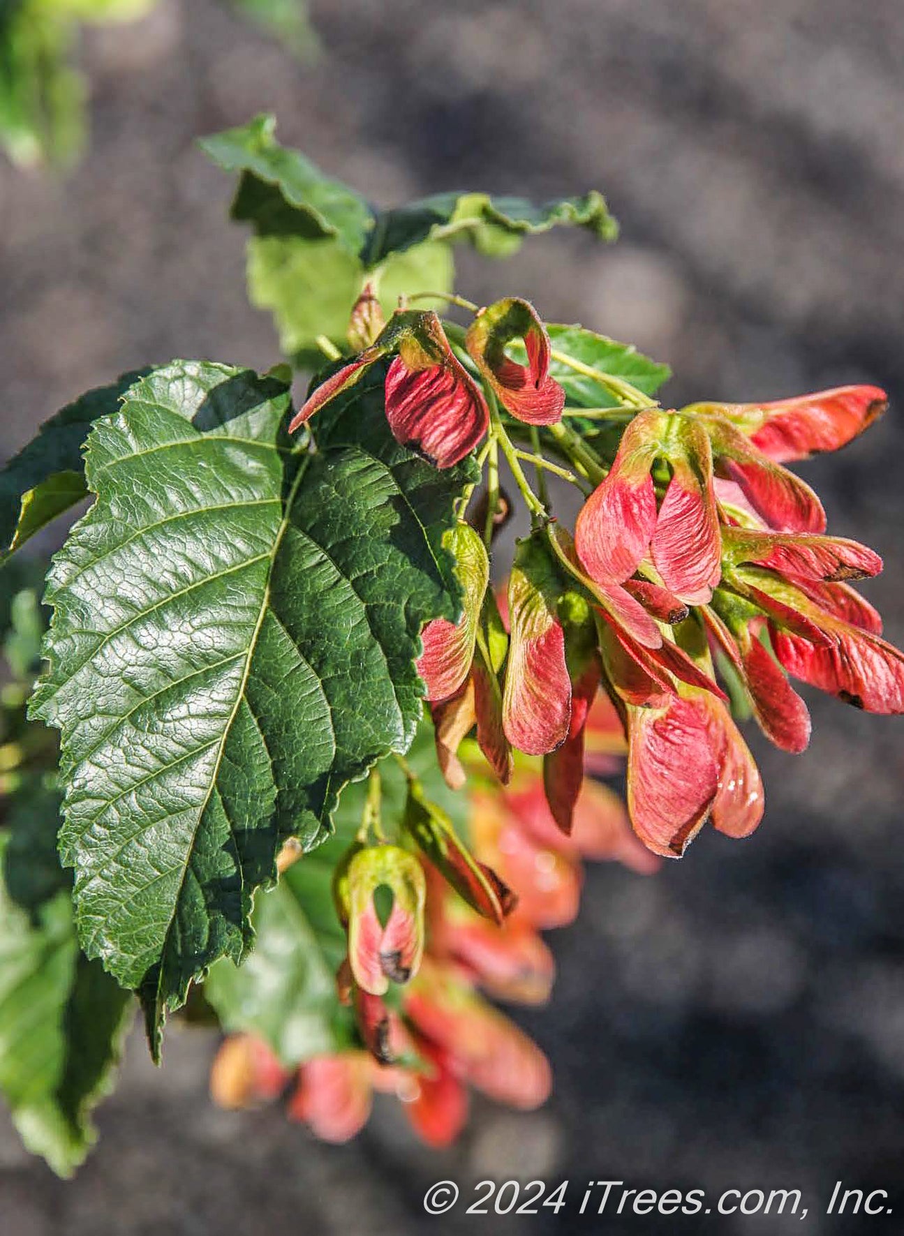 Ruby Slippers Amur Maple