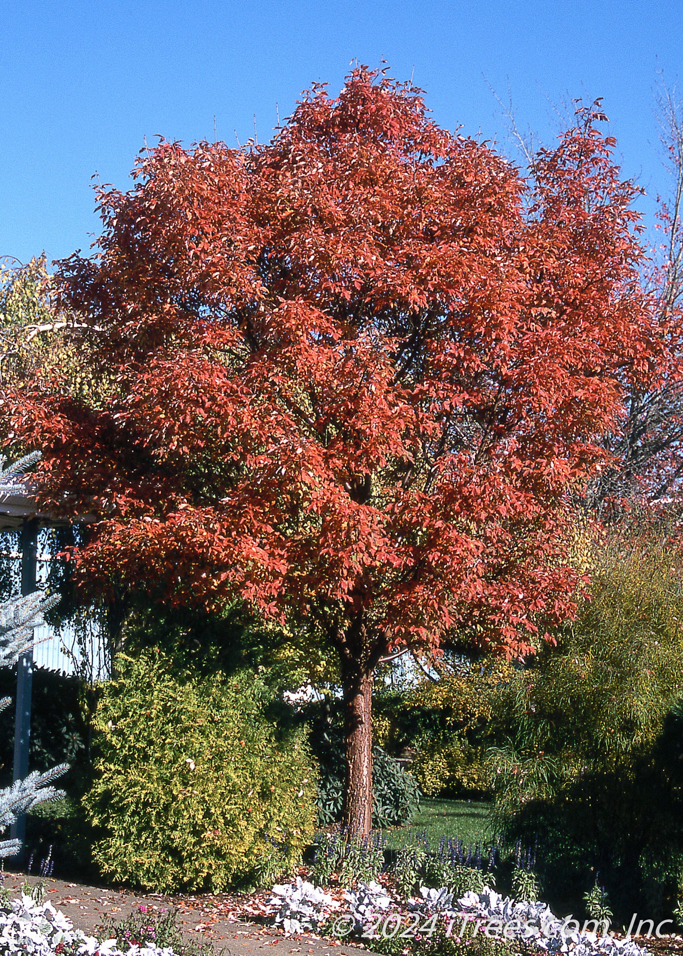 Paperbark Maple
