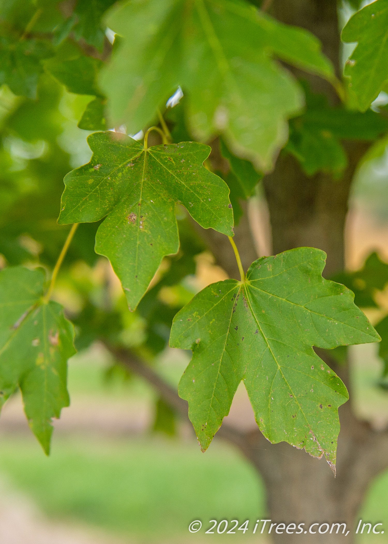 Rugged Ridge® Maple