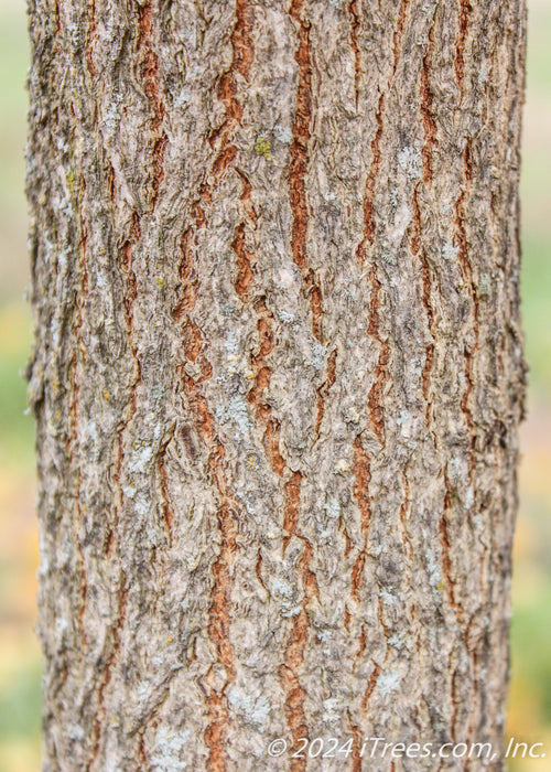 Rugged Ridge® Maple