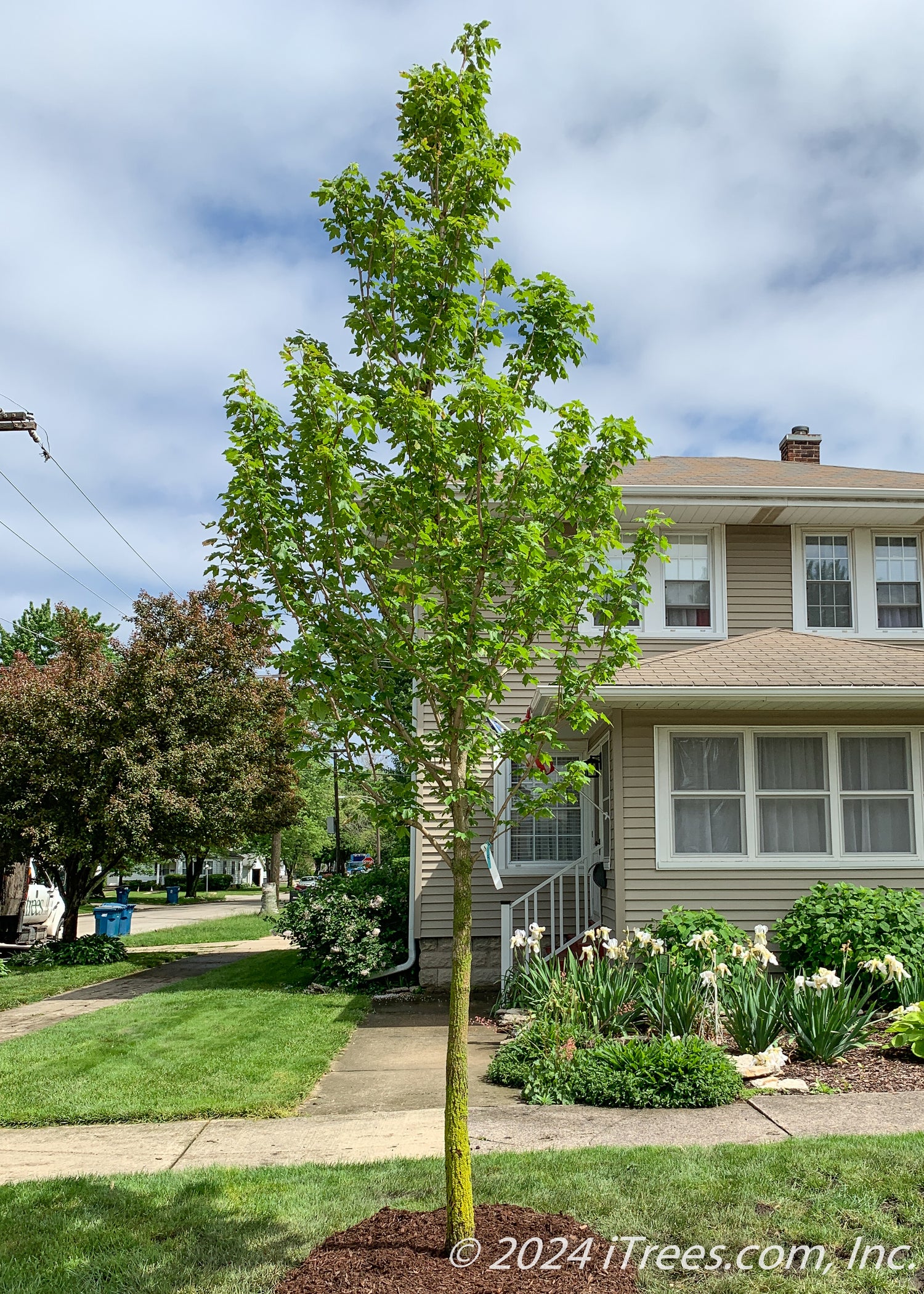 State Street™ Maple