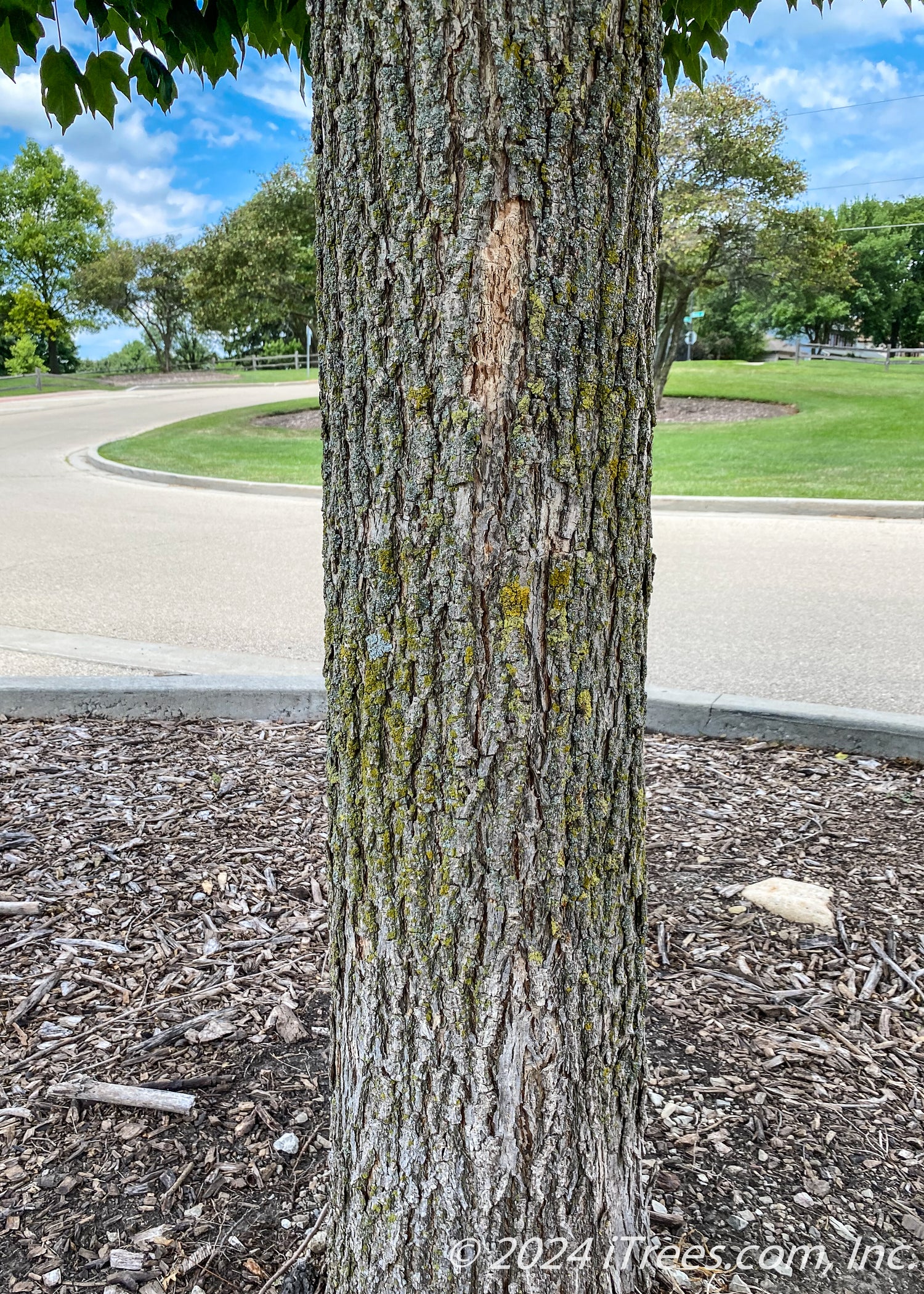 State Street™ Maple