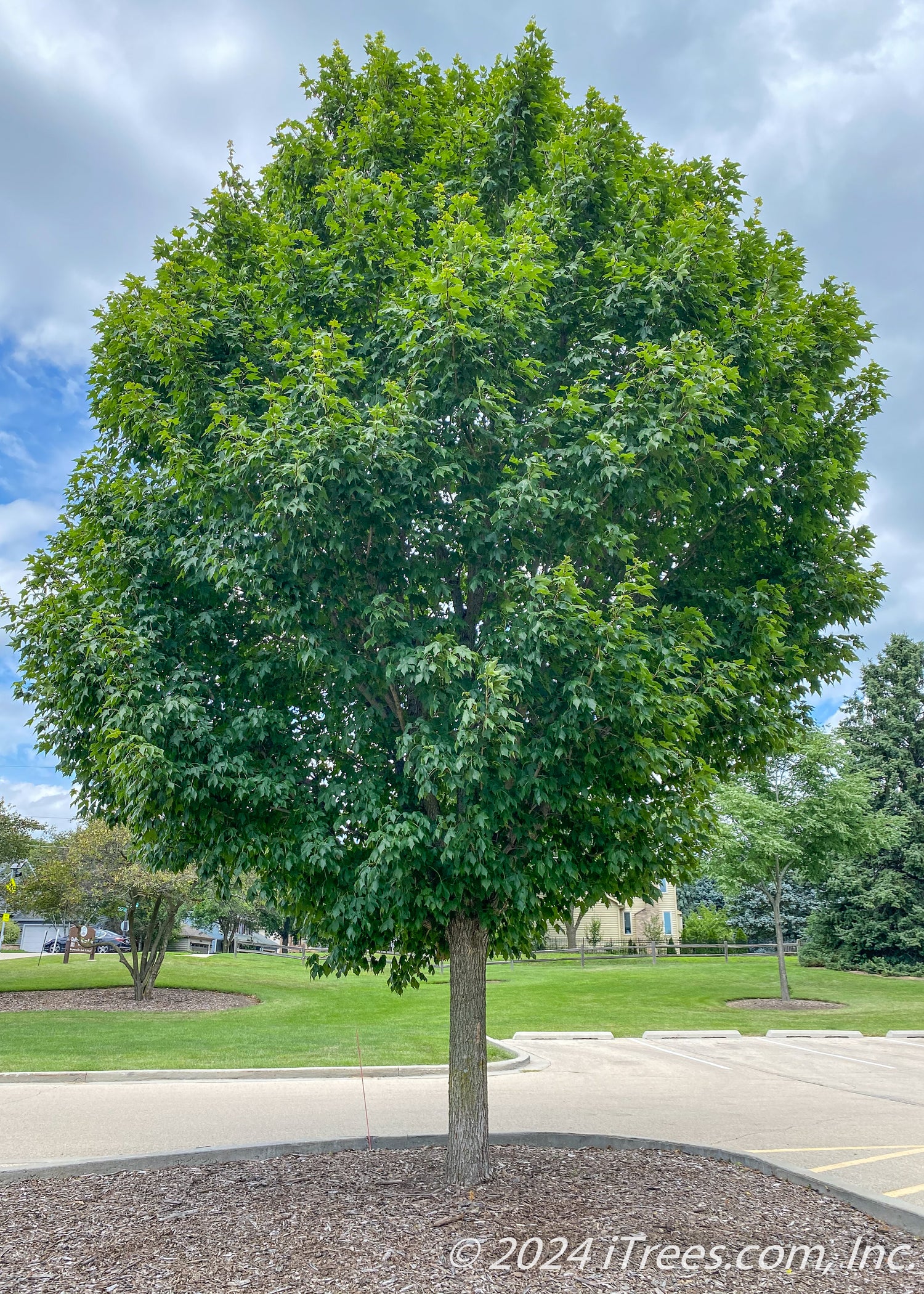 State Street™ Maple