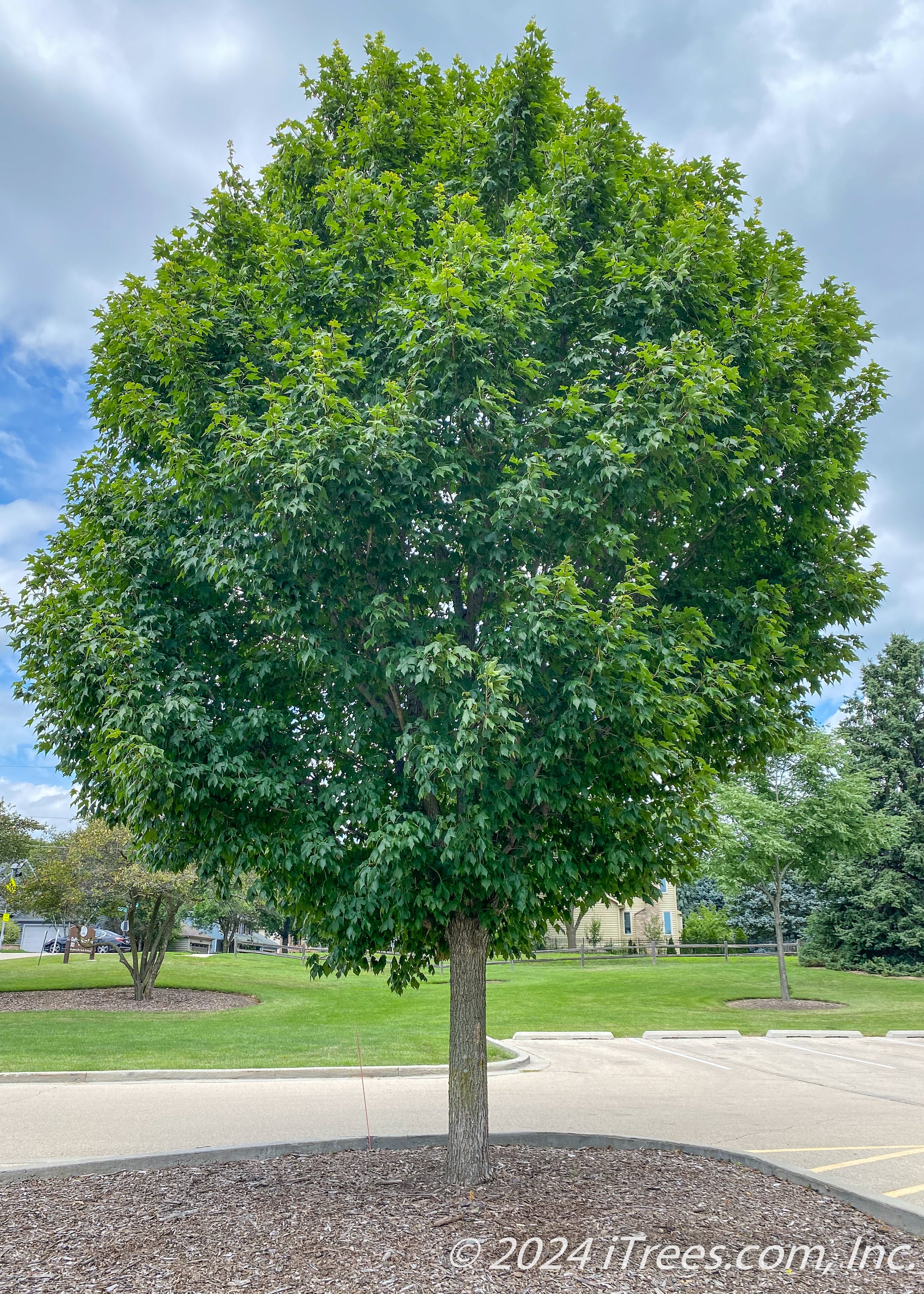 Shop Trees by Species