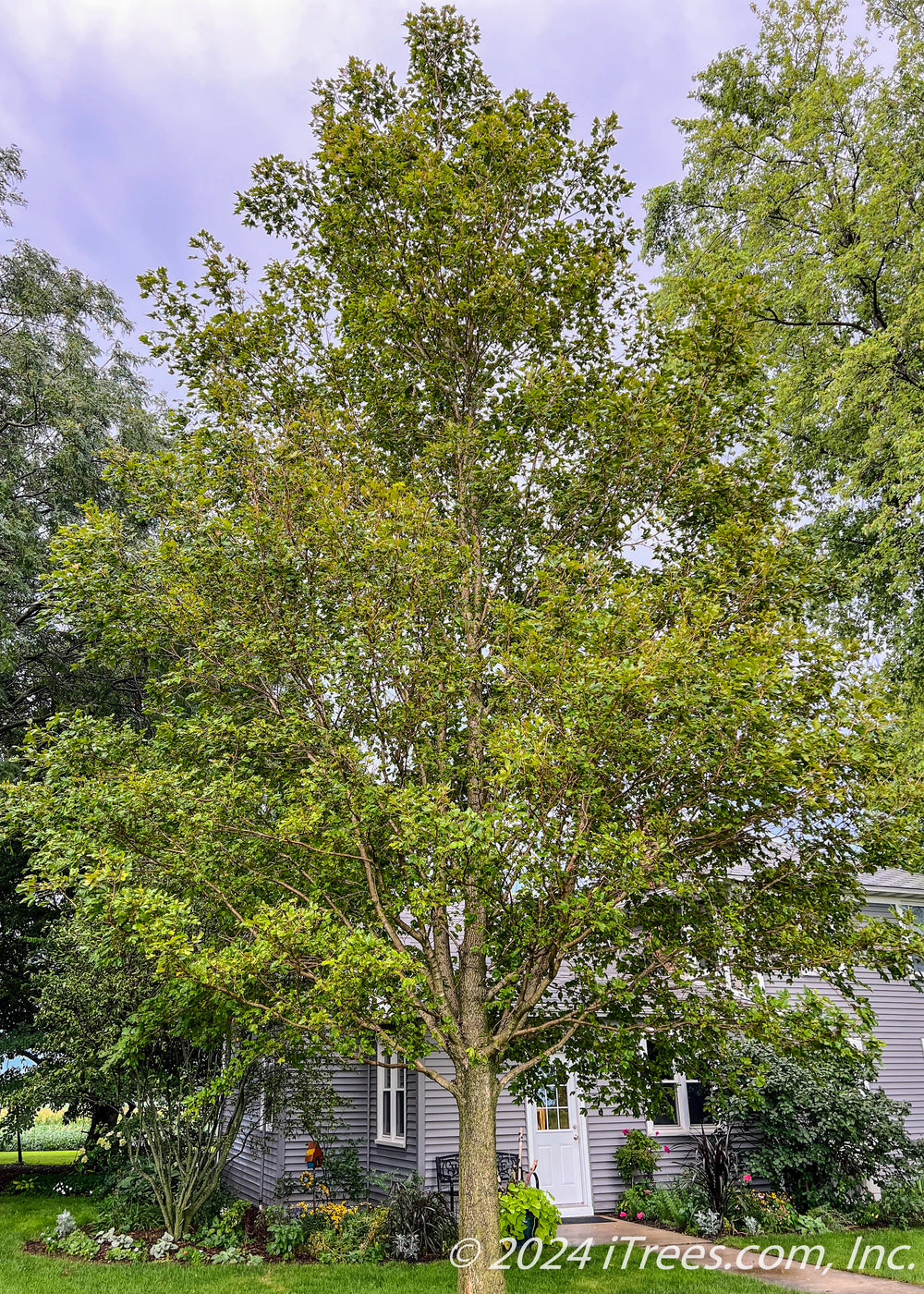 State Street™ Maple