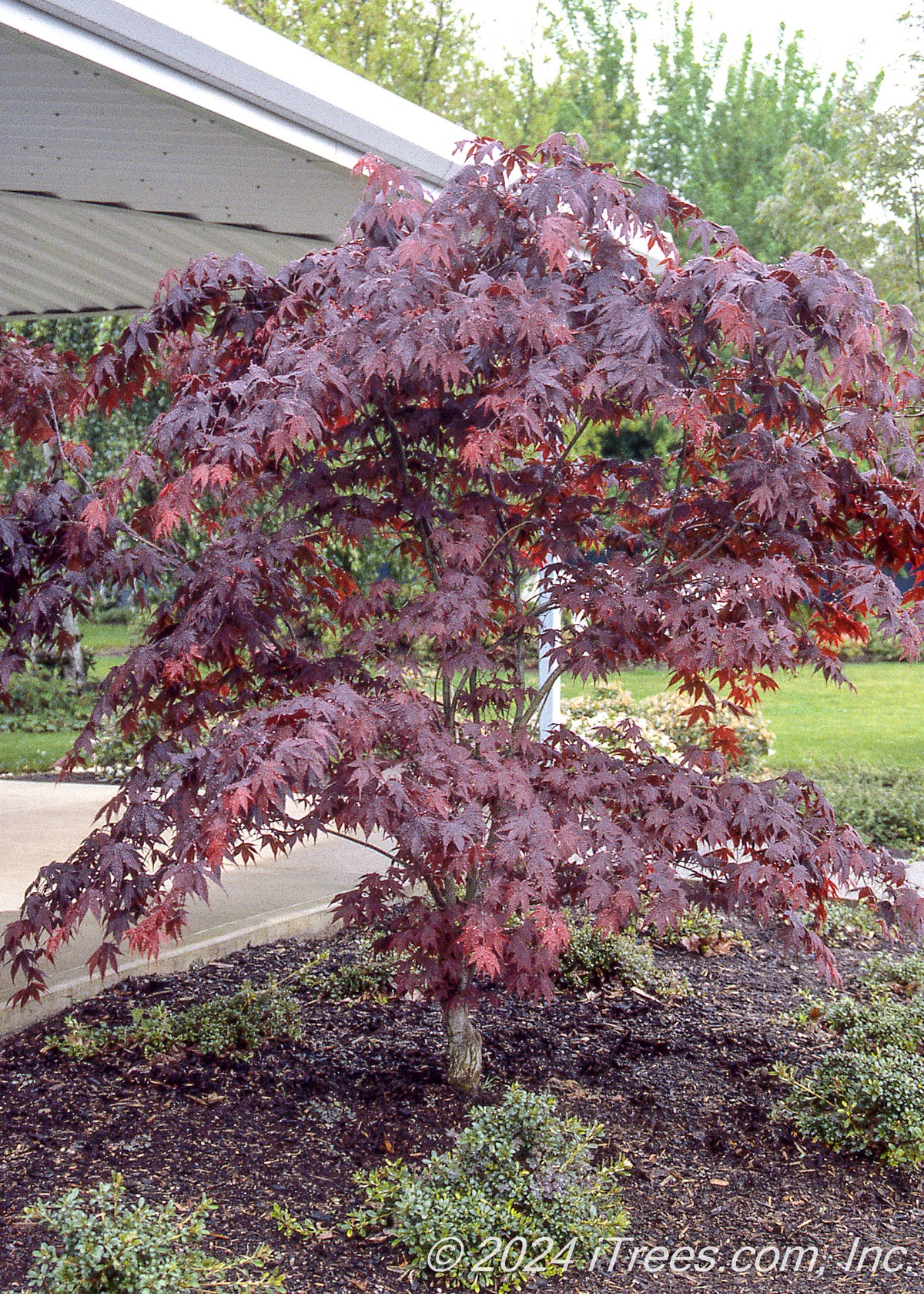 Bloodgood Japanese Maple