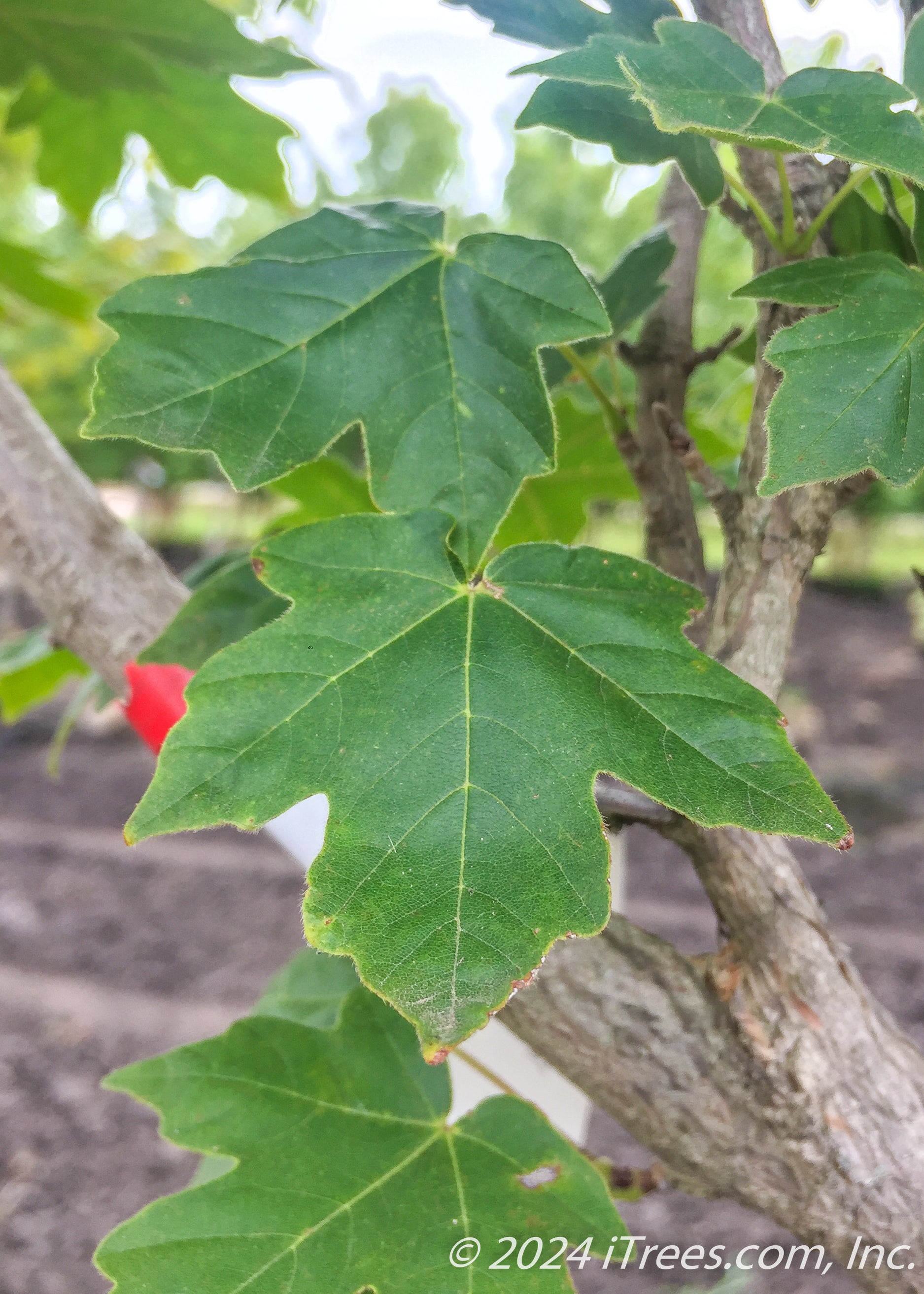 Deborah Norway Maple