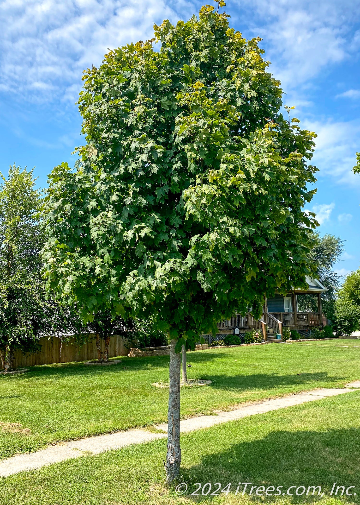 Emerald Lustre® Norway Maple