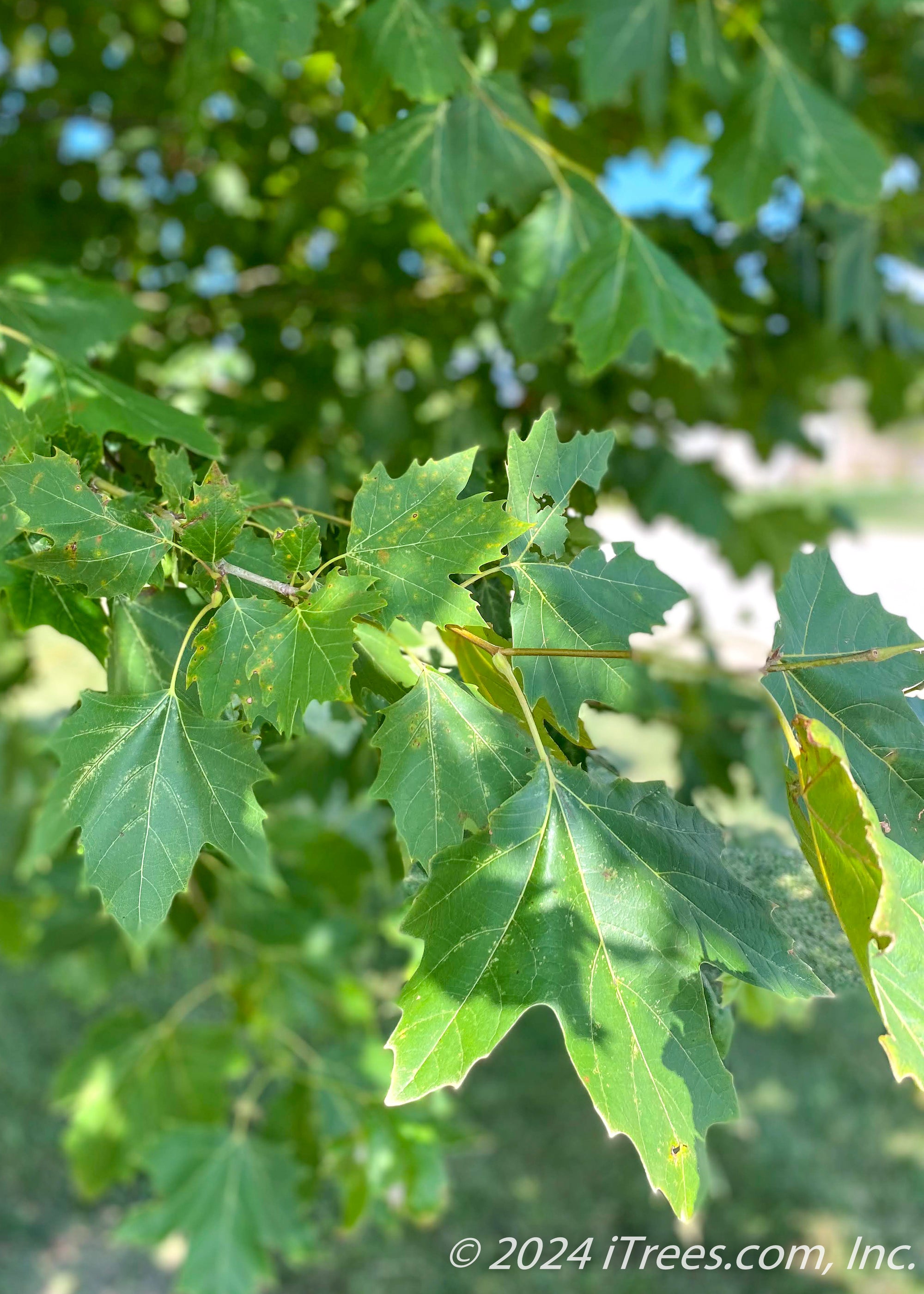 Emerald Lustre® Norway Maple