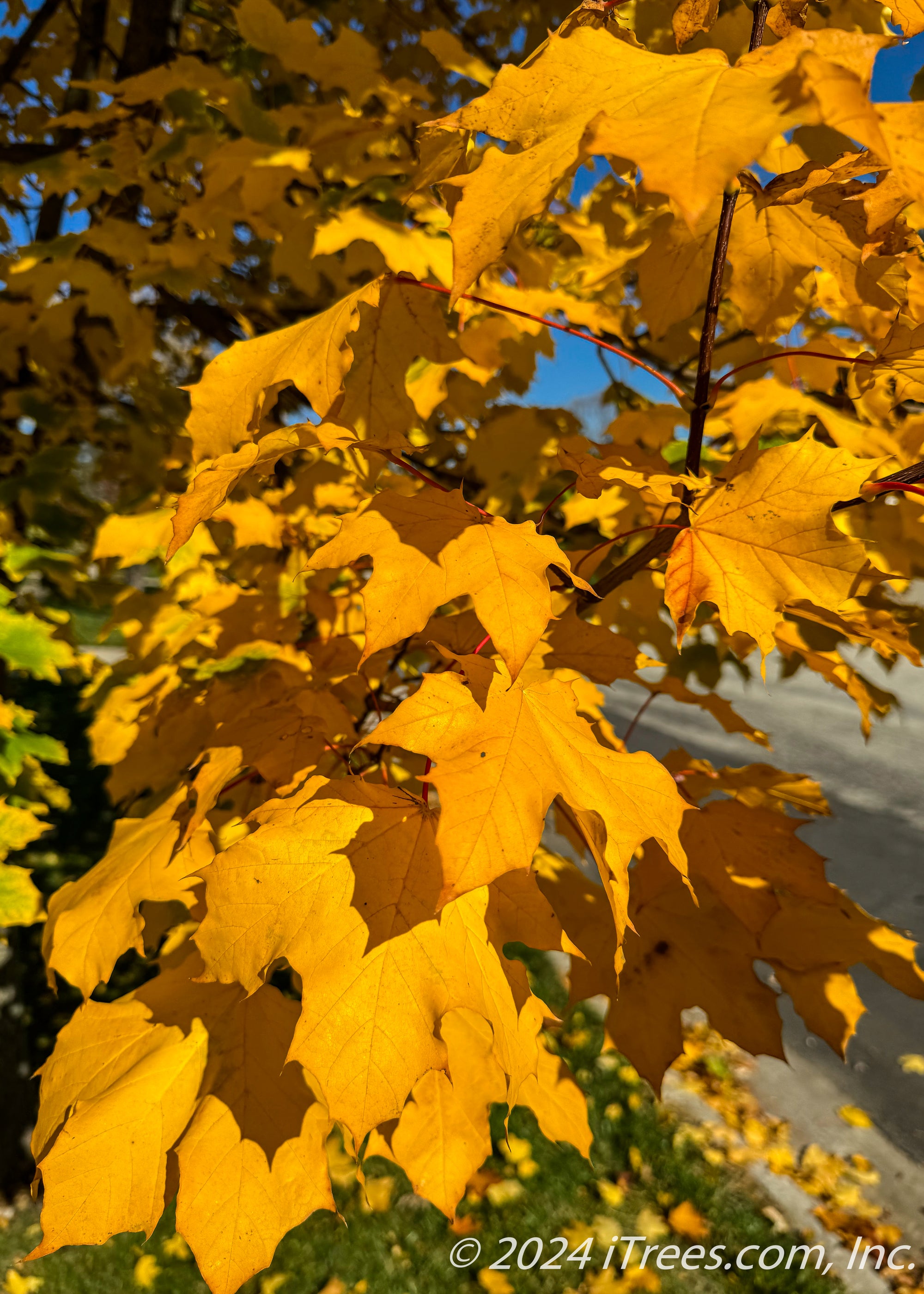 Emerald Lustre® Norway Maple