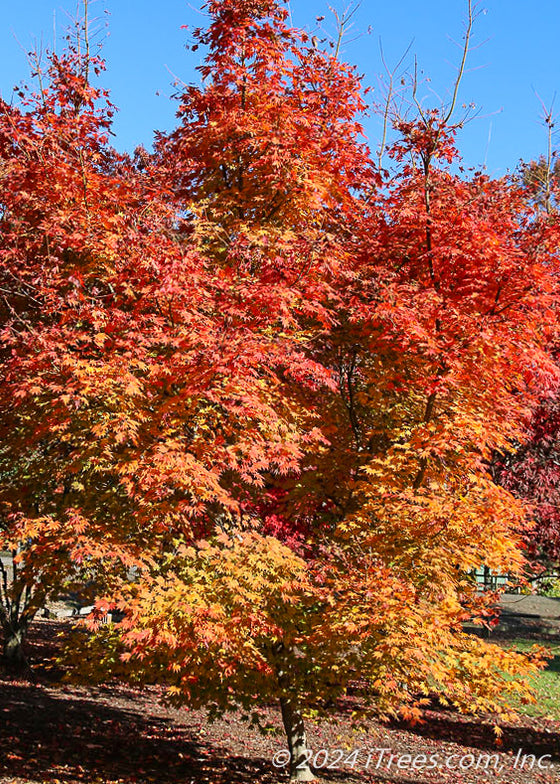 Northern Glow® Maple