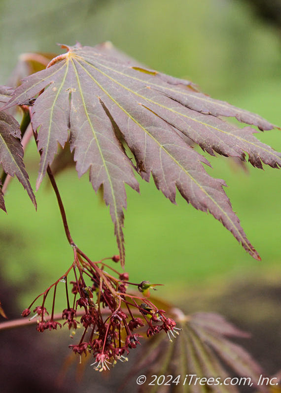 Northern Glow® Maple