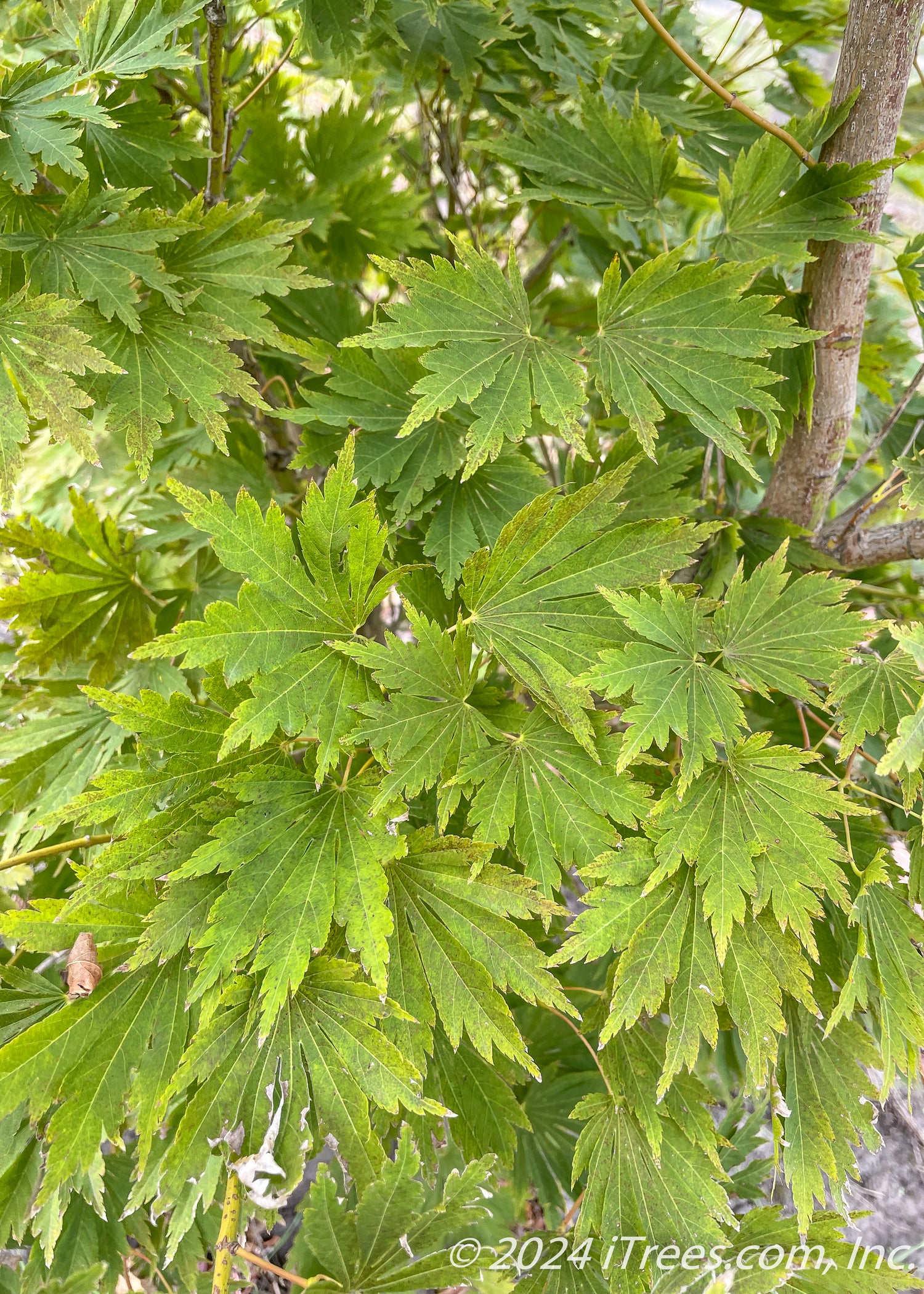 Northern Glow® Maple